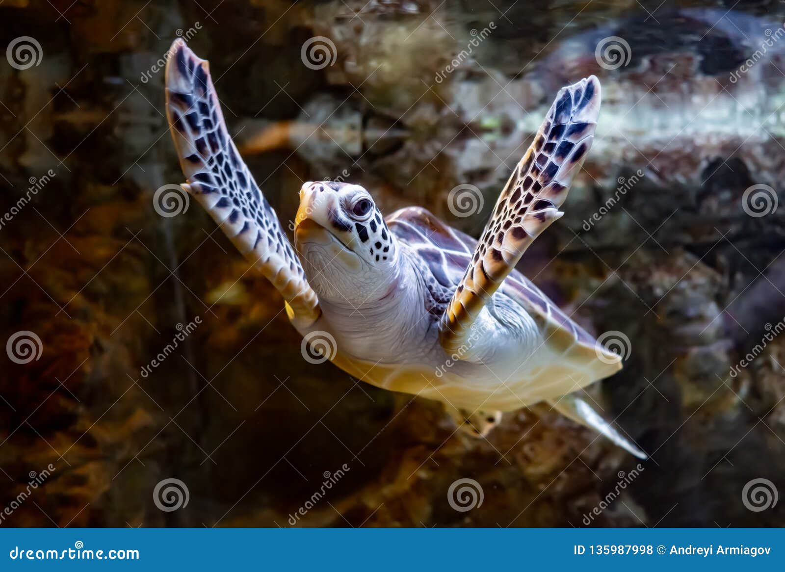 Sea Turtle Swims Under Water Stock Photo - Image of reef, life: 135987998