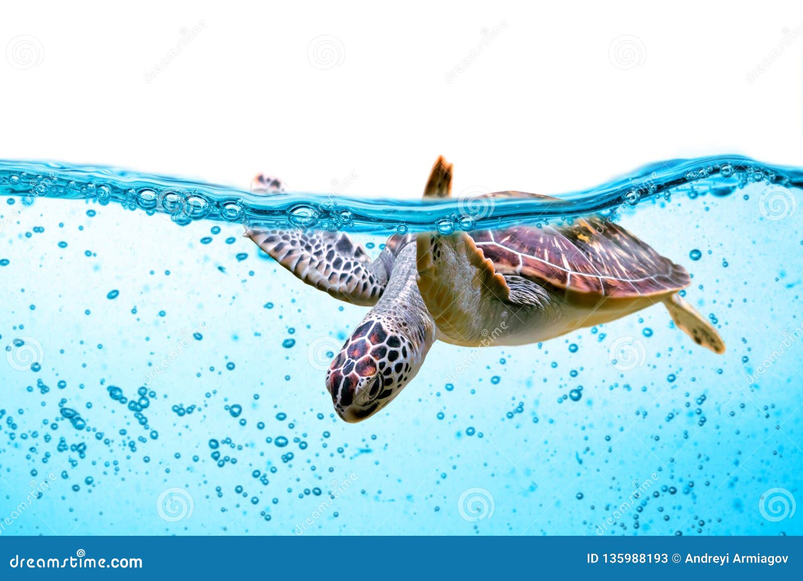 Sea Turtle Swims Under Water On The Background Of Coral Reefs Royalty ...