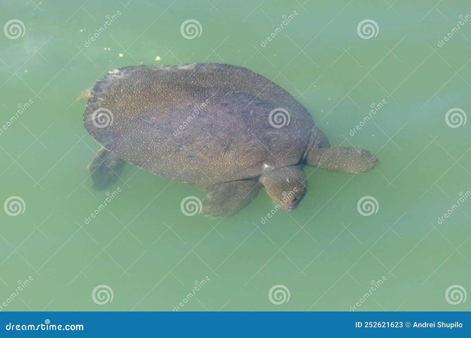 Sea Turtle Swims in the Water. Stock Image - Image of reptile, wildlife ...