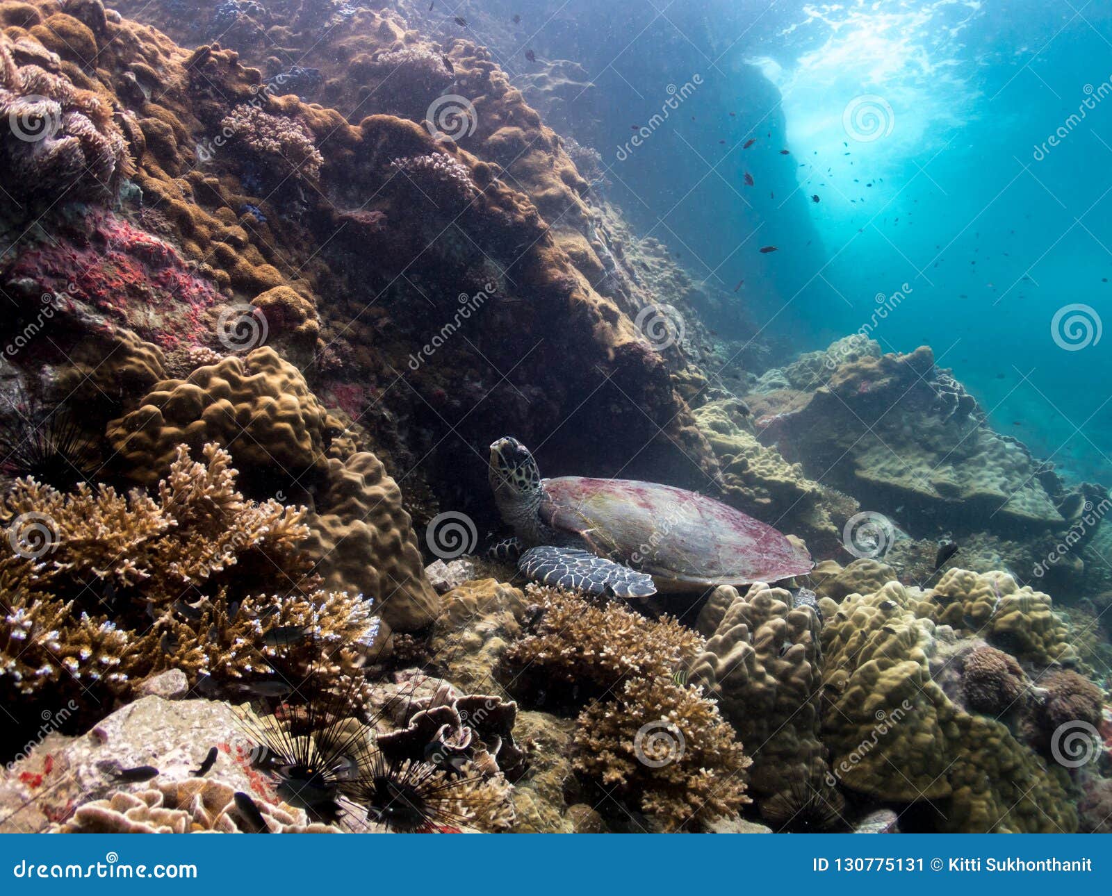 Sea Turtle in Thailand Ocean Stock Image - Image of natural, animal ...