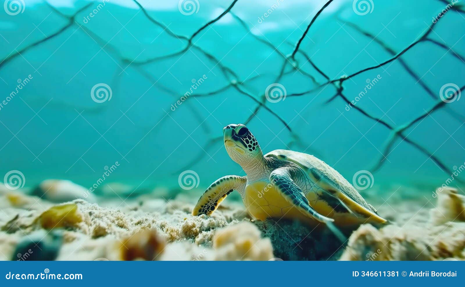 Sea Turtle Trapped in Thick Net, Straining To Break Free. Stock ...
