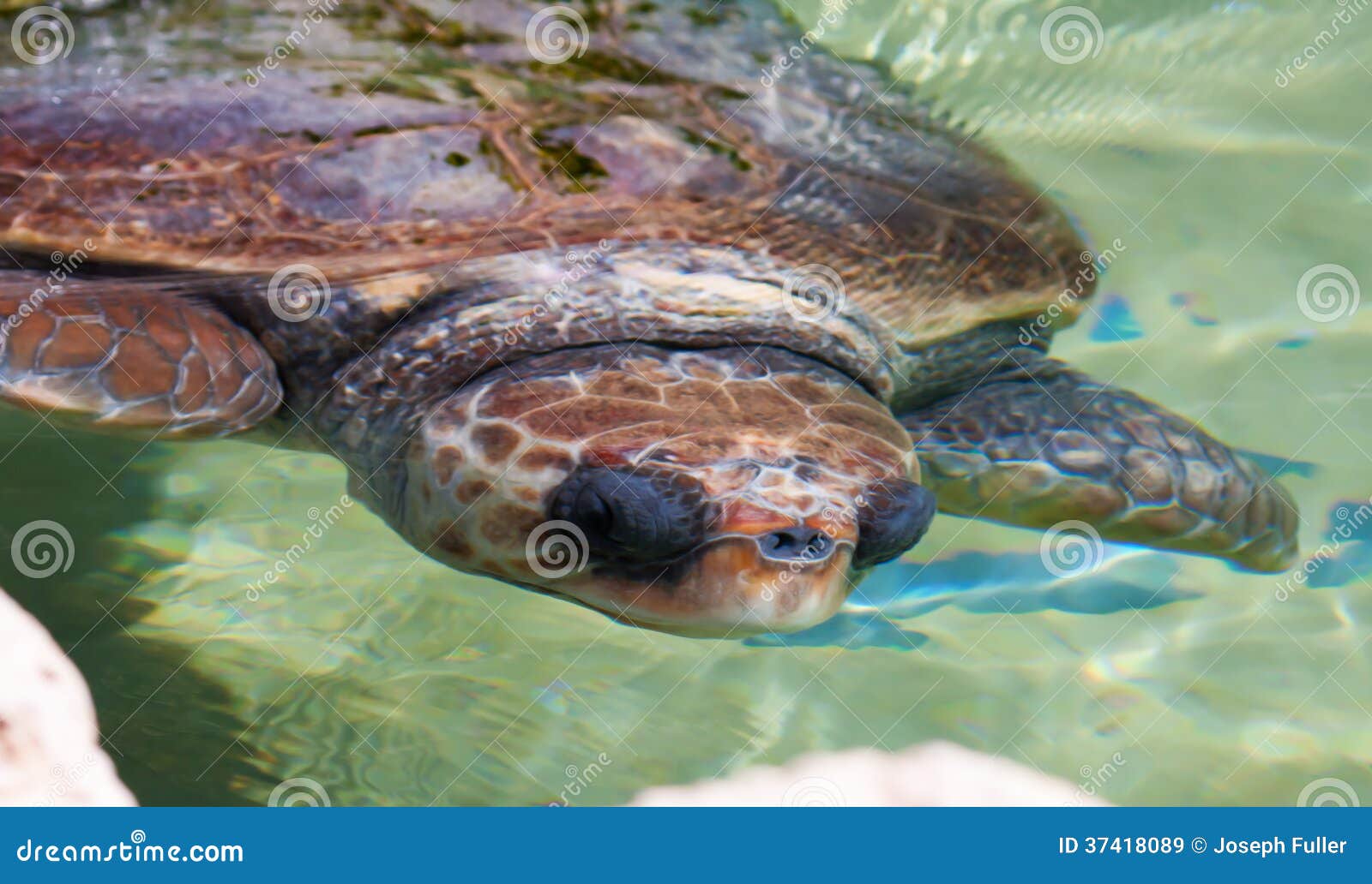 Sea Turtle Under Water stock image. Image of reptile - 37418089