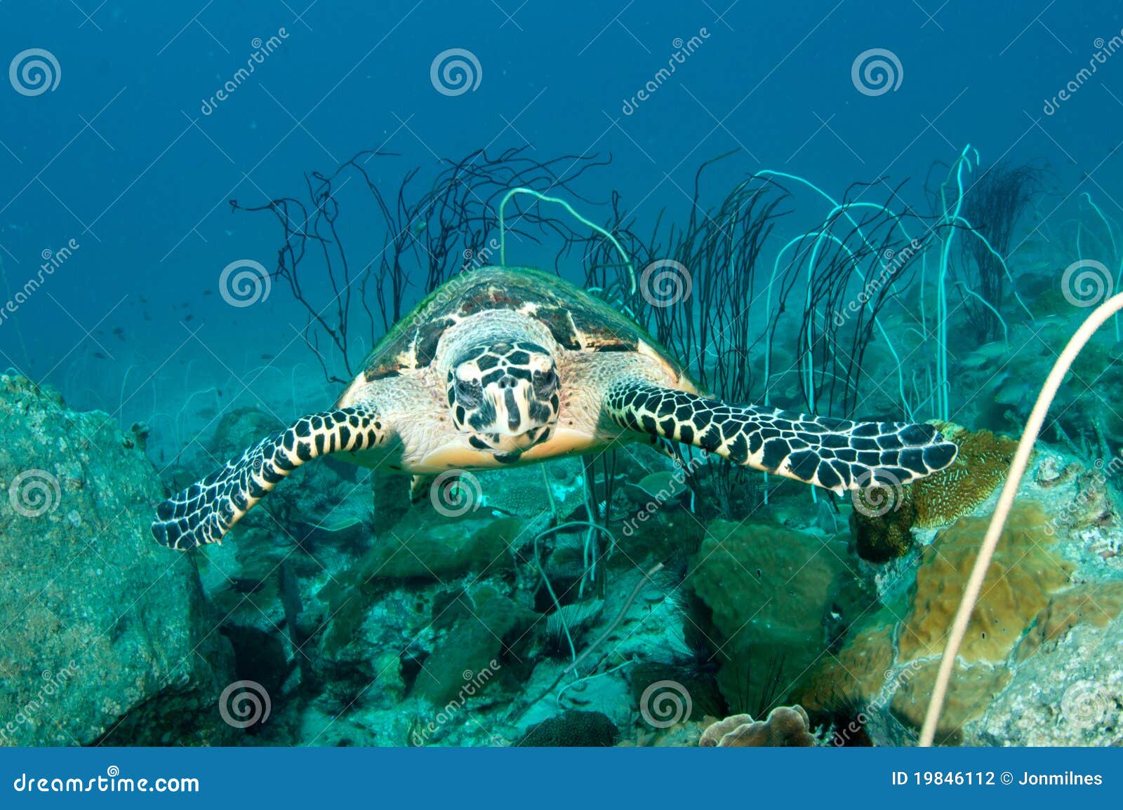 Sea turtle underwater stock photo. Image of wildlife - 19846112