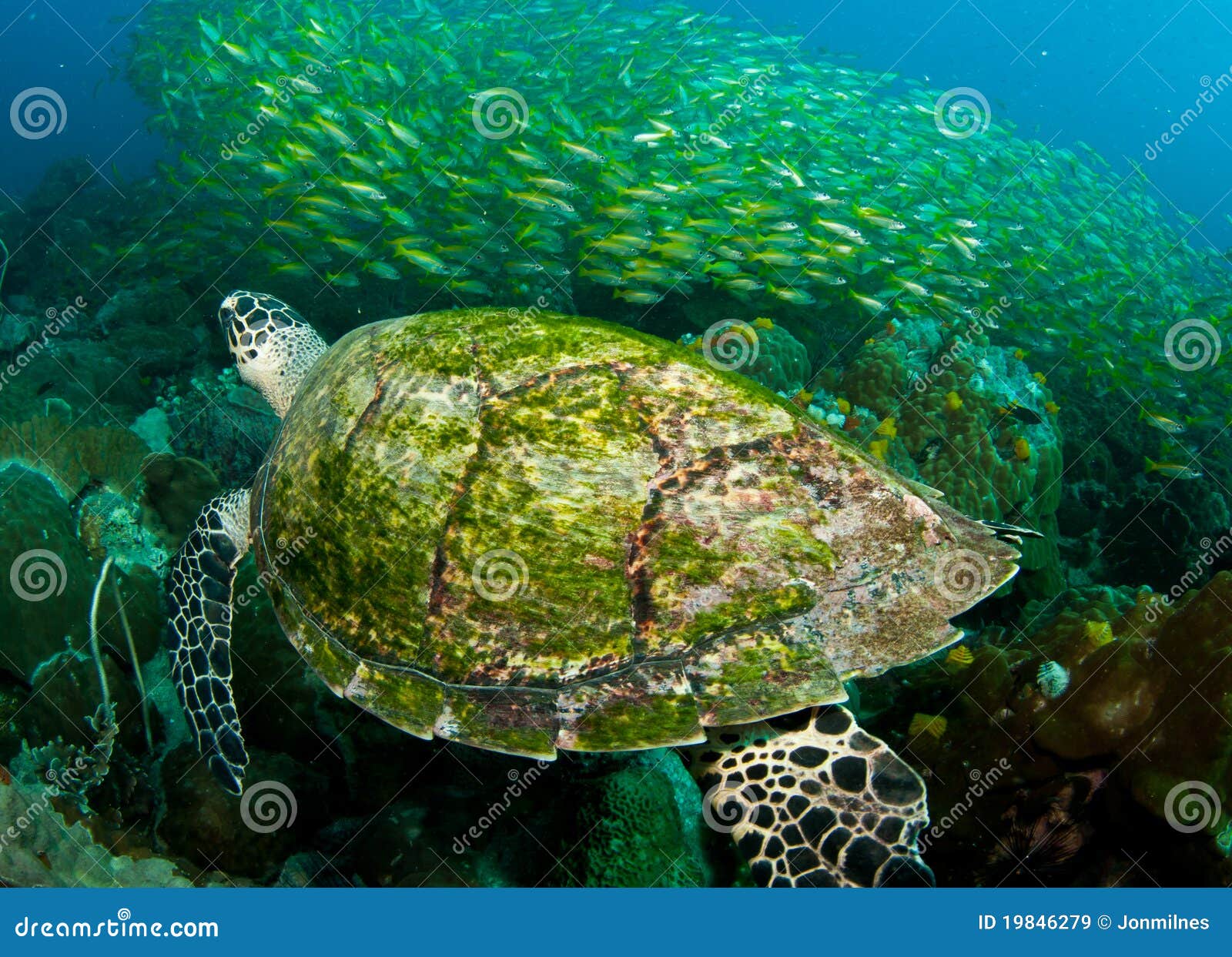 Sea turtle underwater stock image. Image of ocean, swimming - 19846279