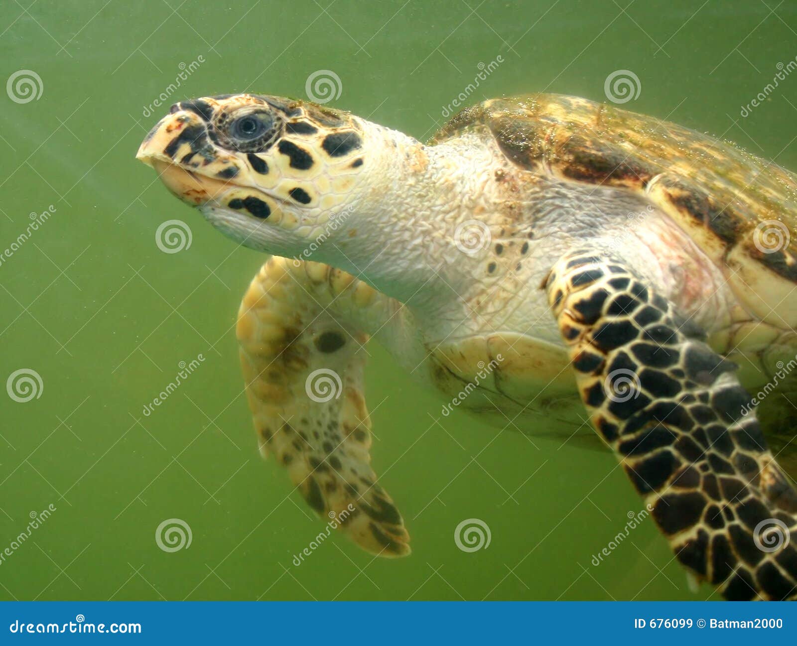 Sea turtle underwater stock image. Image of aquatic, ocean - 676099