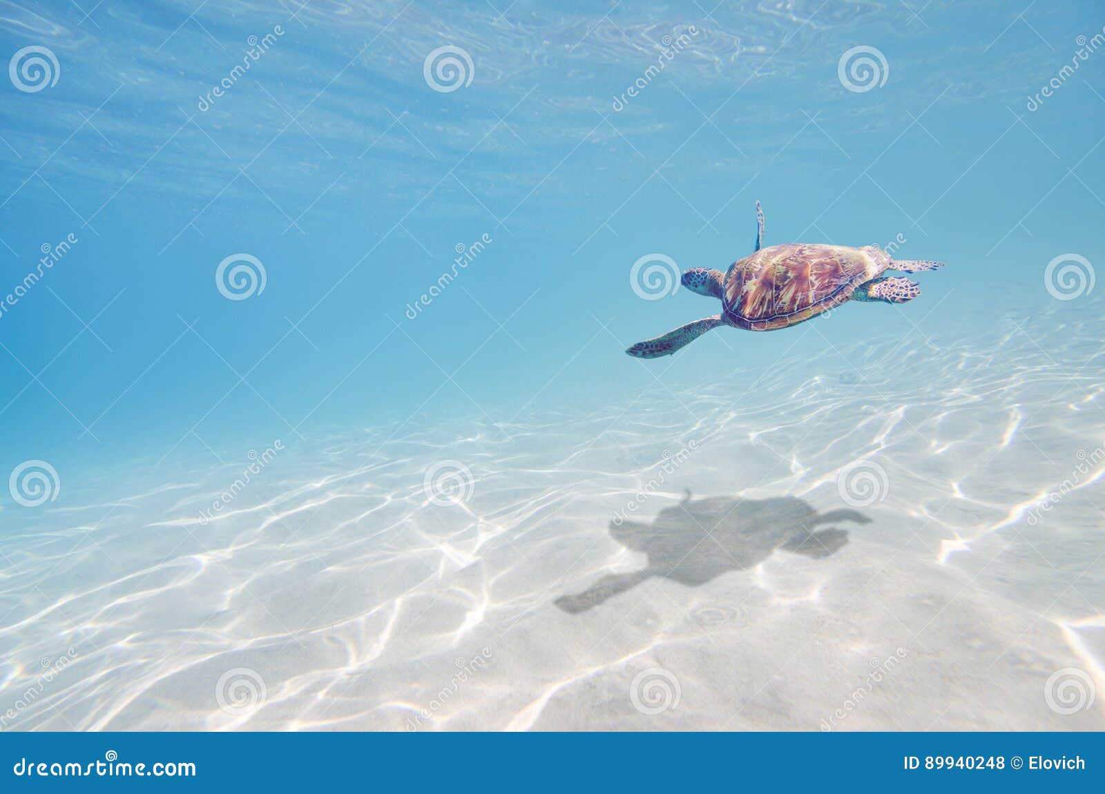 Sea Turtle Underwater Scene. Underwater Sea Turtle Stock Photo ...
