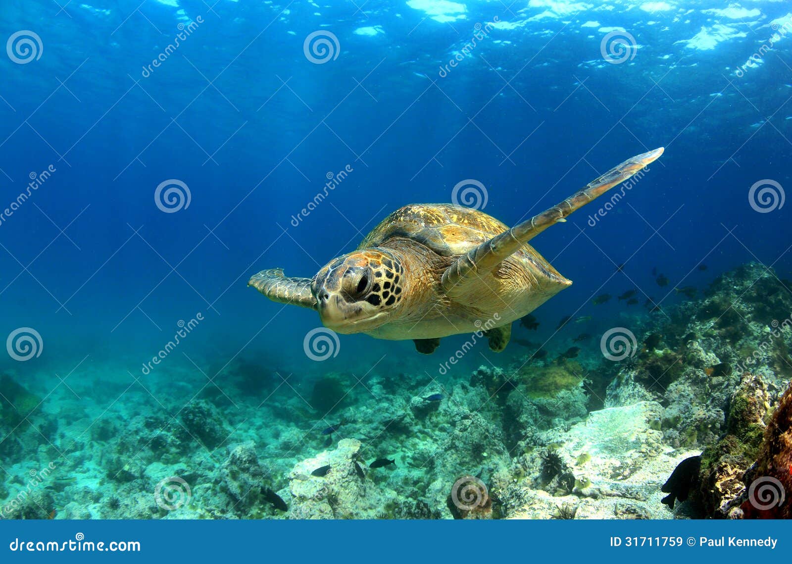 Sea turtle underwater stock image. Image of peaceful - 31711759