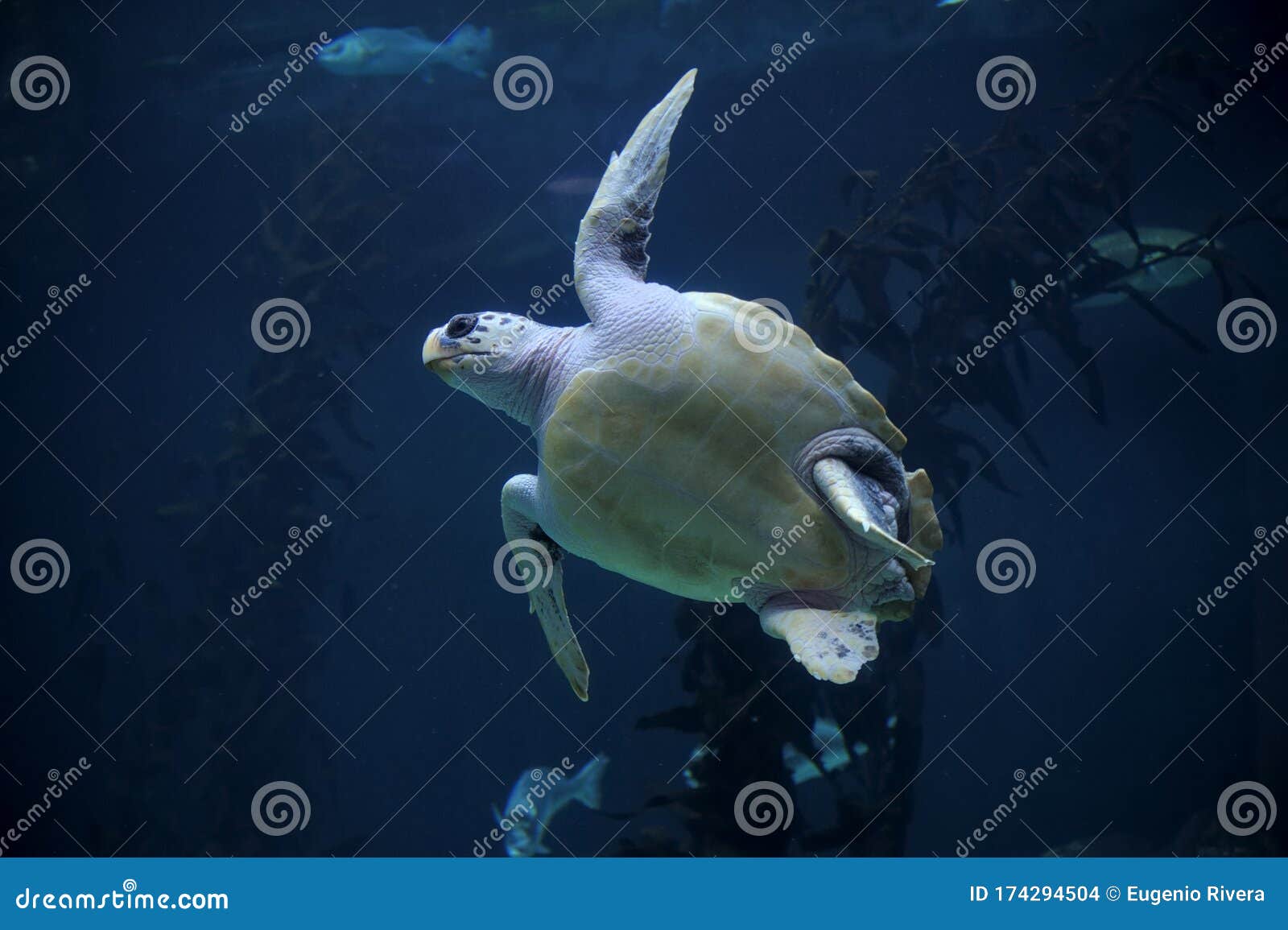 Great Sea Turtle Flying Underwater. Stock Photo - Image of flying, blue ...