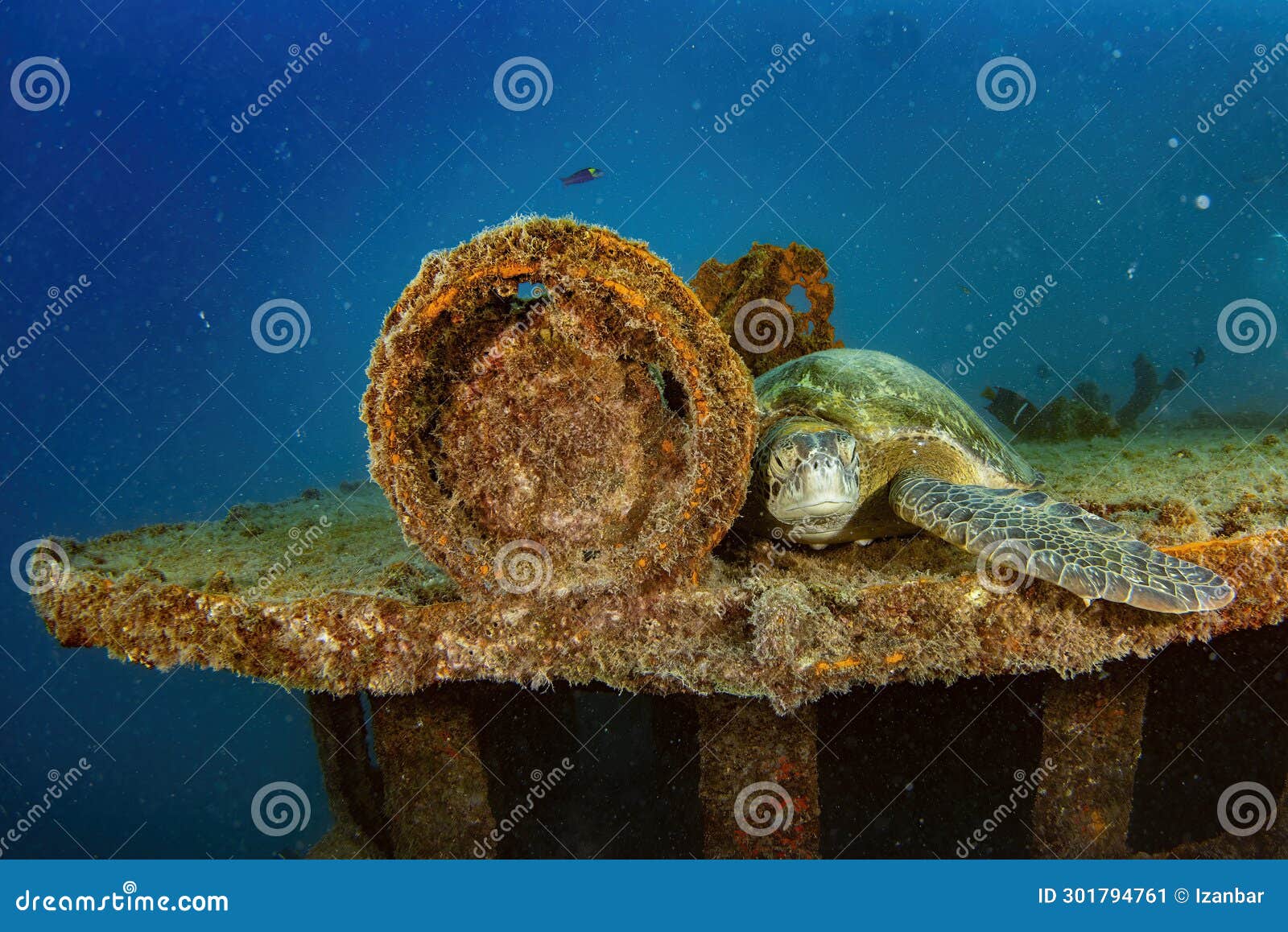 Sea Turtle Underwater Resting on a Ship Wreck Stock Image - Image of ...