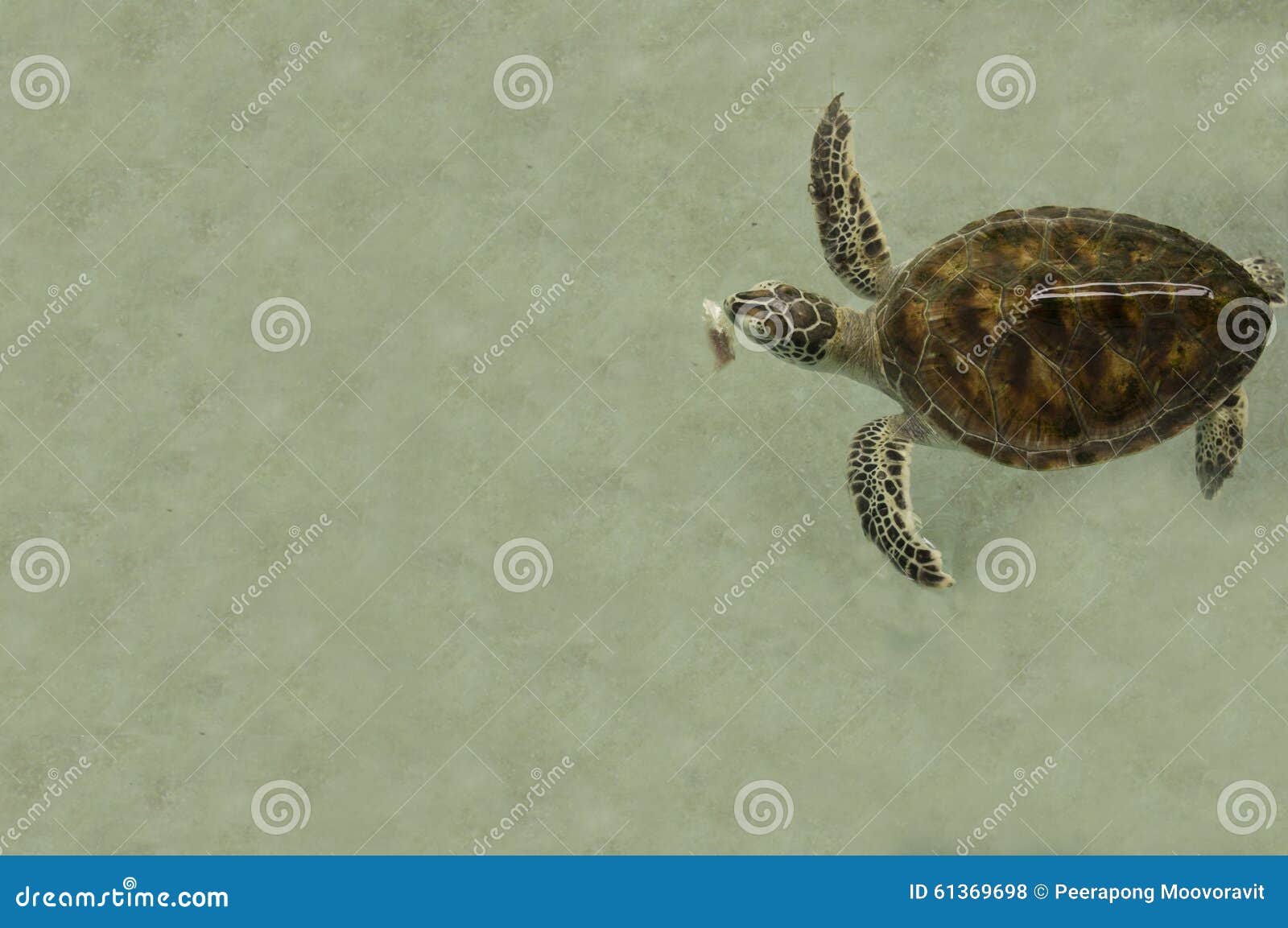Sea Turtle Underwater Sick Small Little Nature Concept Stock Photo ...