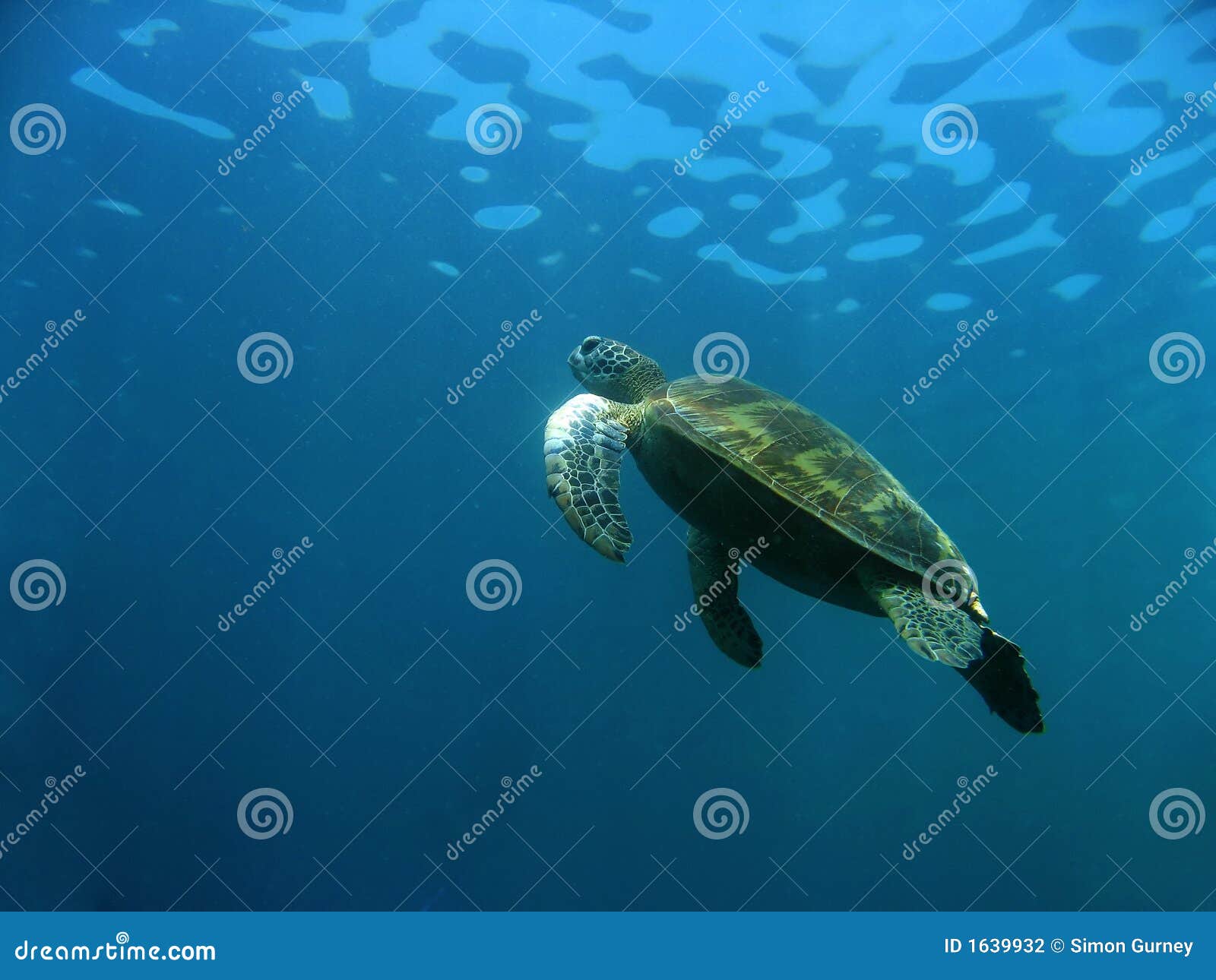 Sea Turtle Up for Air Sipadan Borneo Stock Photo - Image of light ...