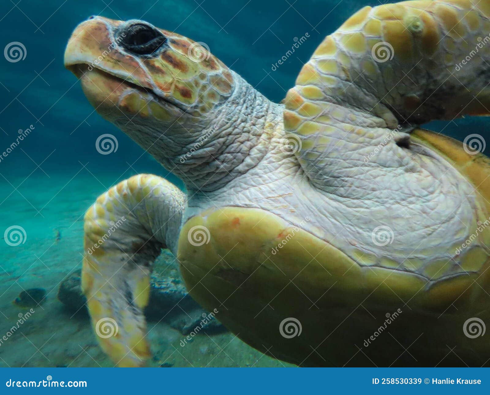 Sea turtle up close stock image. Image of shell, seaturtle - 258530339