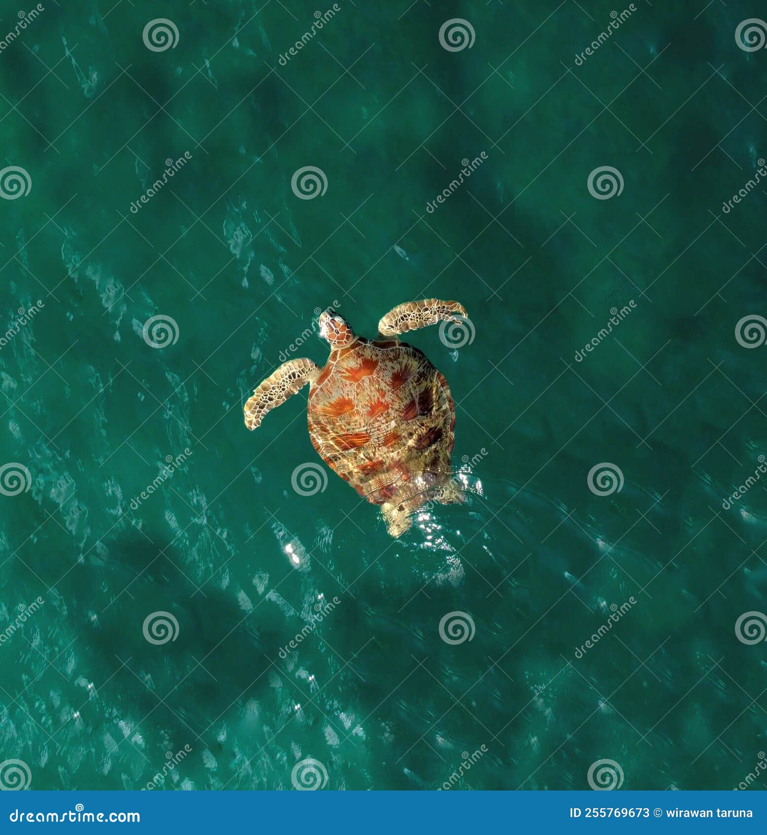 Sea turtle wandering stock image. Image of sealife, turtle - 255769673