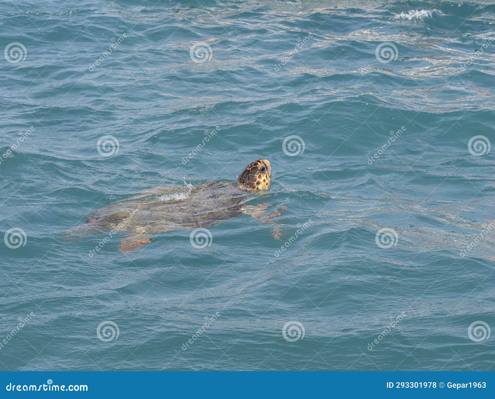 Sea Turtle on the Sea Waves Stock Photo - Image of discovery, rippled ...