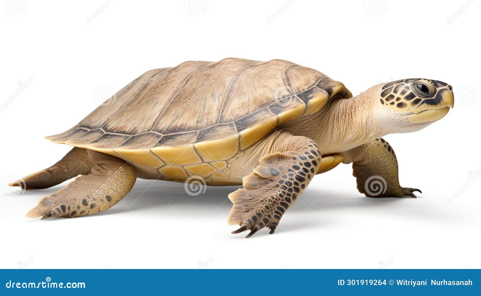 Sea Turtle on White Background. Generative AI Stock Photo - Image of ...