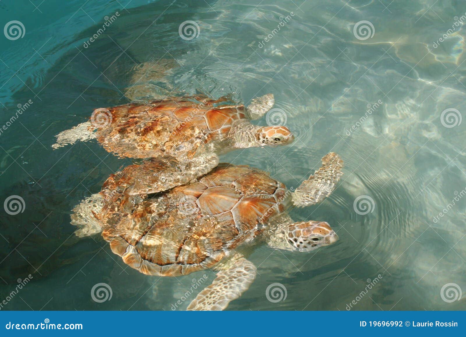 Sea turtles stock photo. Image of save, team, water, pair - 19696992