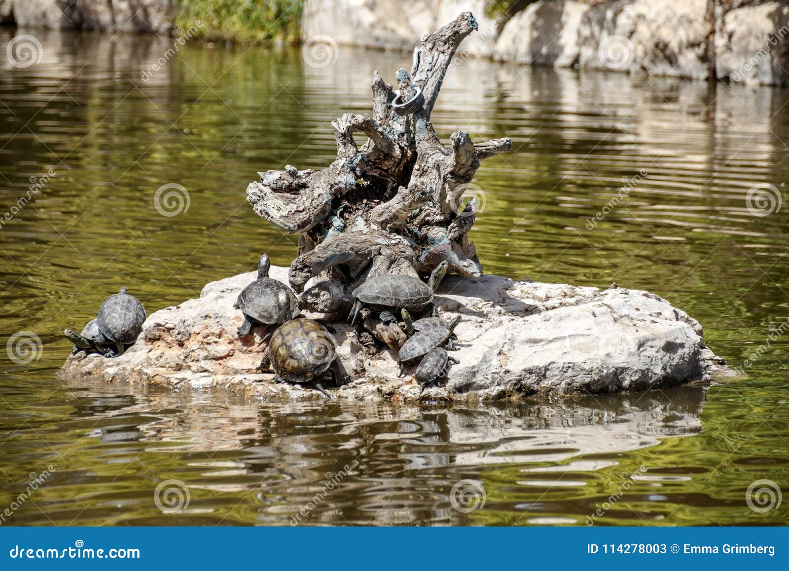 Sea turtles are basking stock image. Image of stone - 114278003