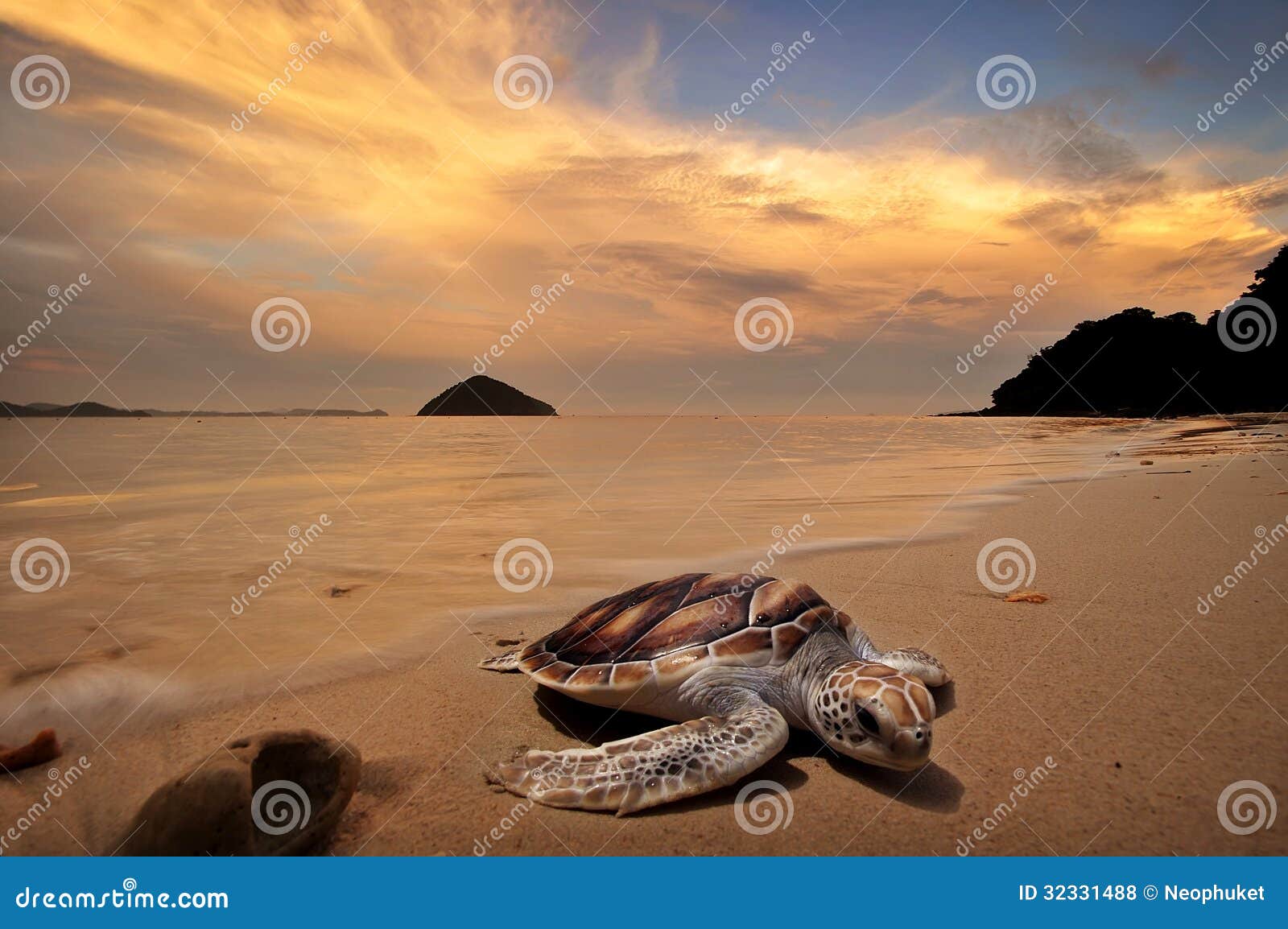 Sea turtles stock photo. Image of beach, hawaii, green - 32331488