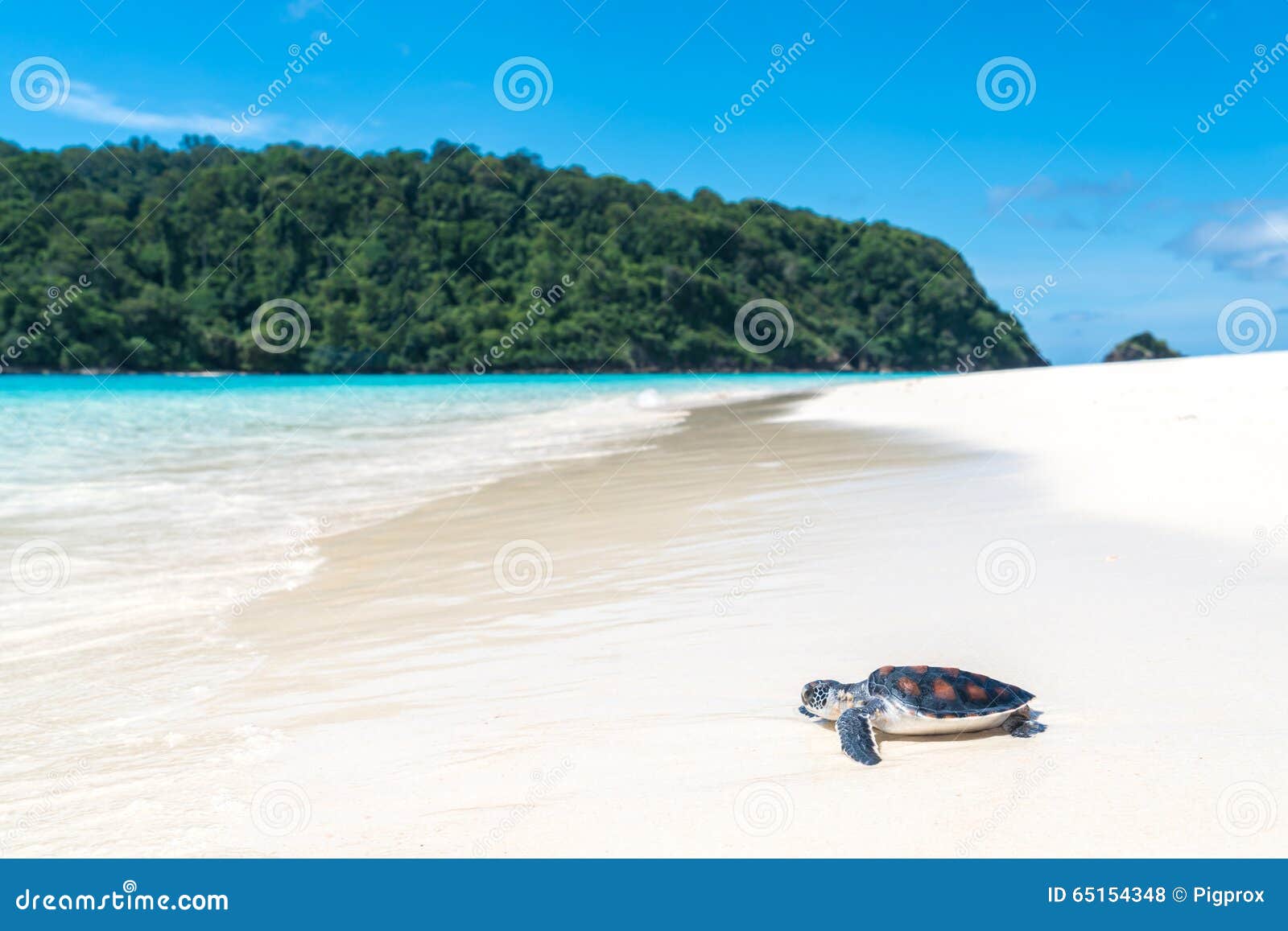 Sea turtles on the beach stock photo. Image of turtle - 65154348