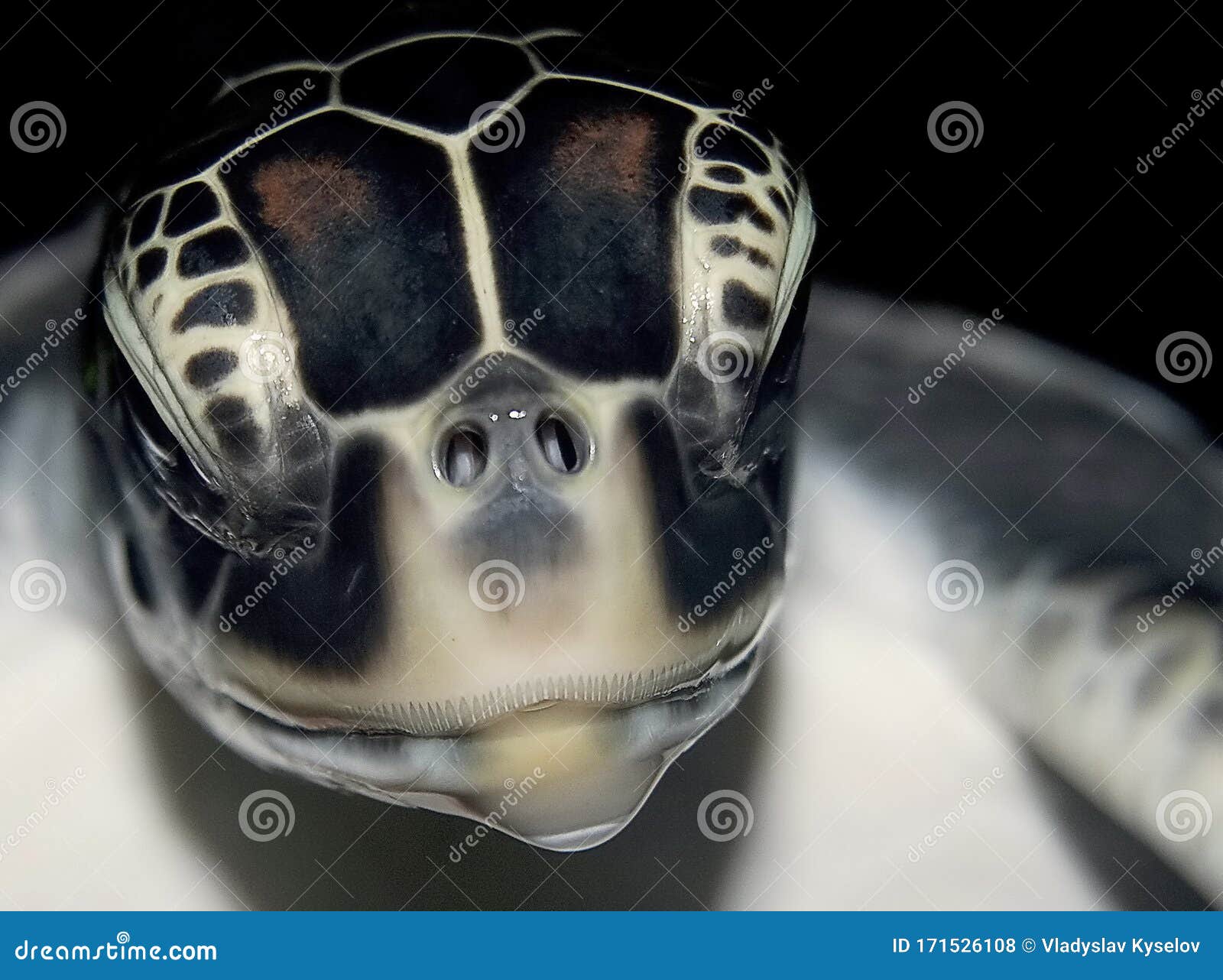 Sea turtles head stock photo. Image of wild, center - 171526108