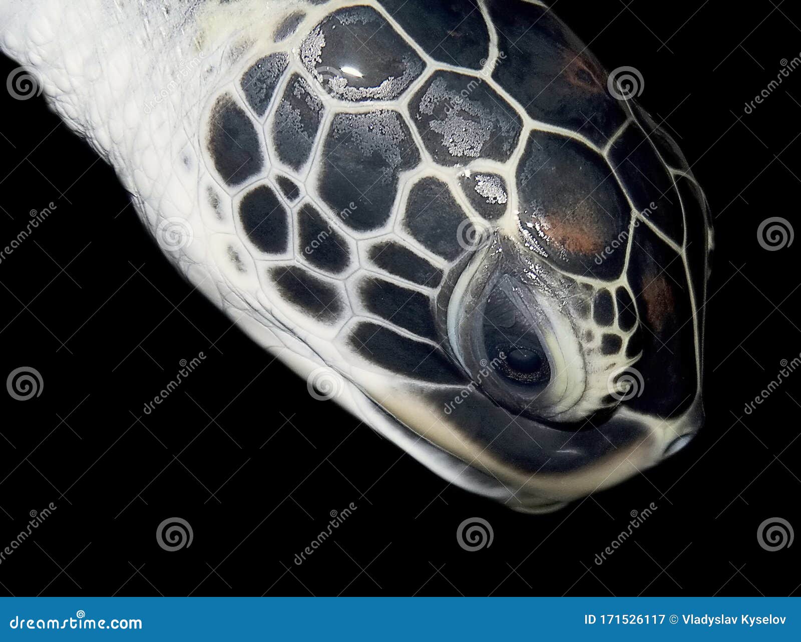 Sea turtles head stock image. Image of wildlife, wilderness - 171526117