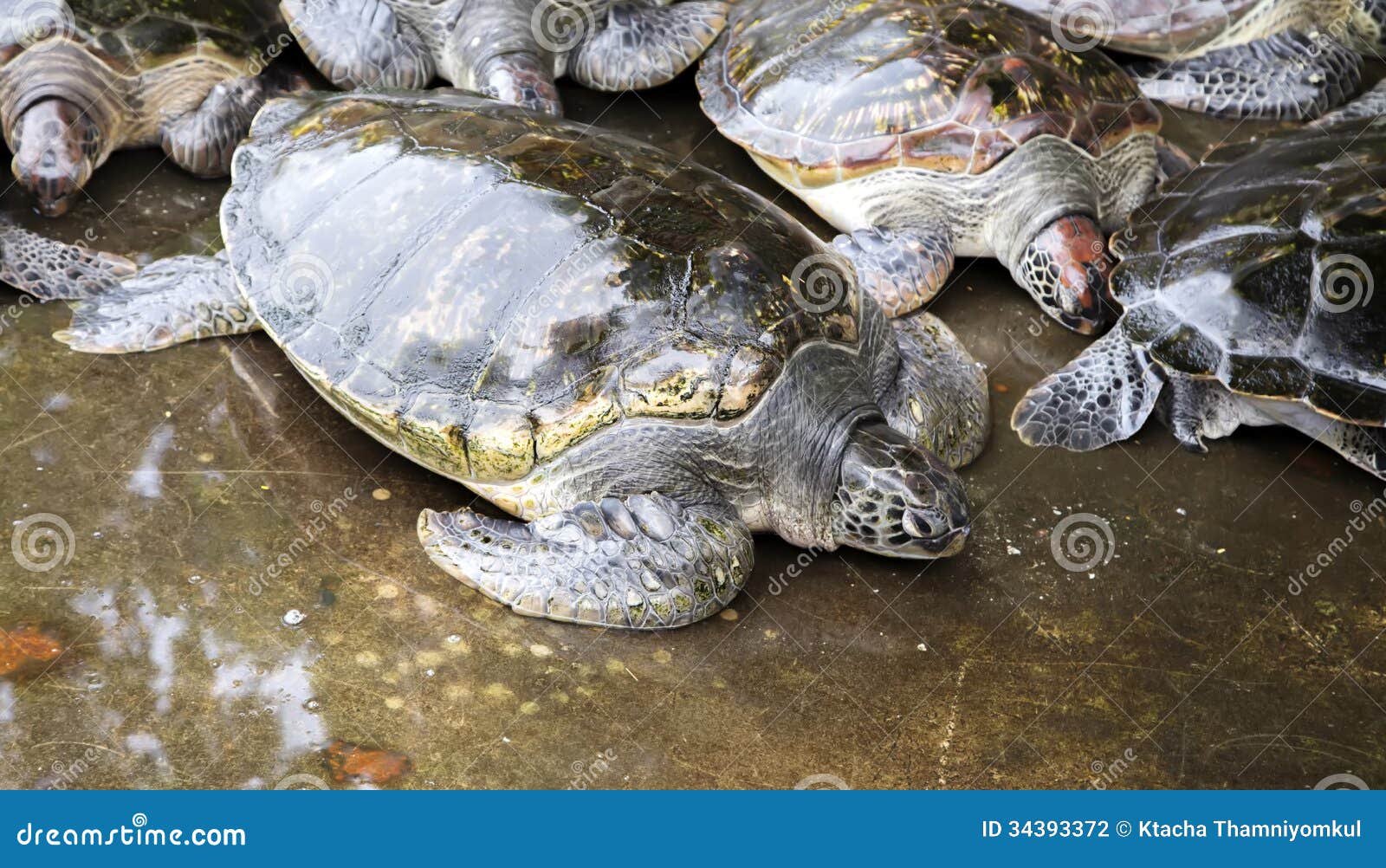 Sea turtles i stock photo. Image of pool, creature, life - 34393372