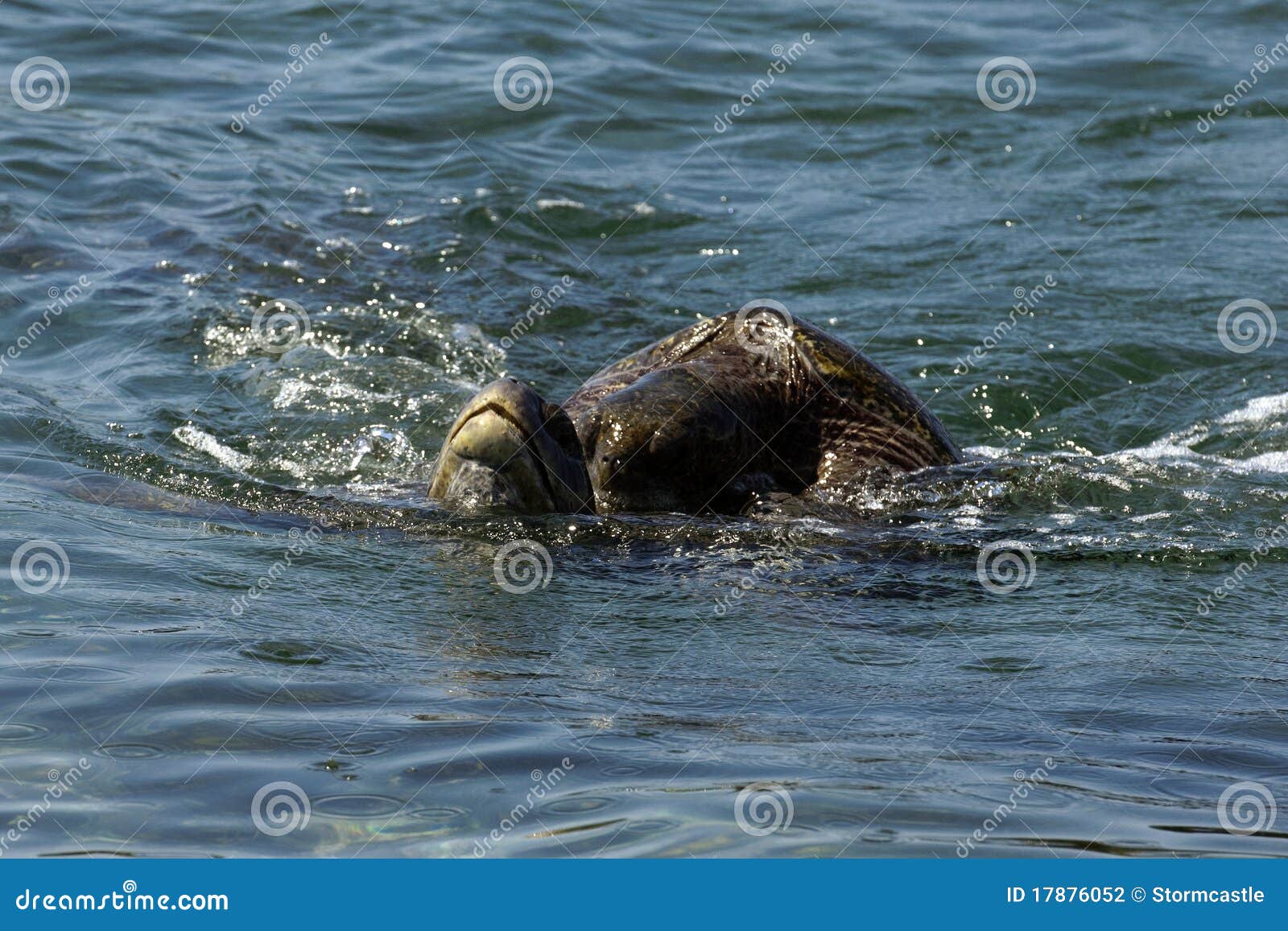 Sea Turtles Mating stock photo. Image of shell, animal - 17876052