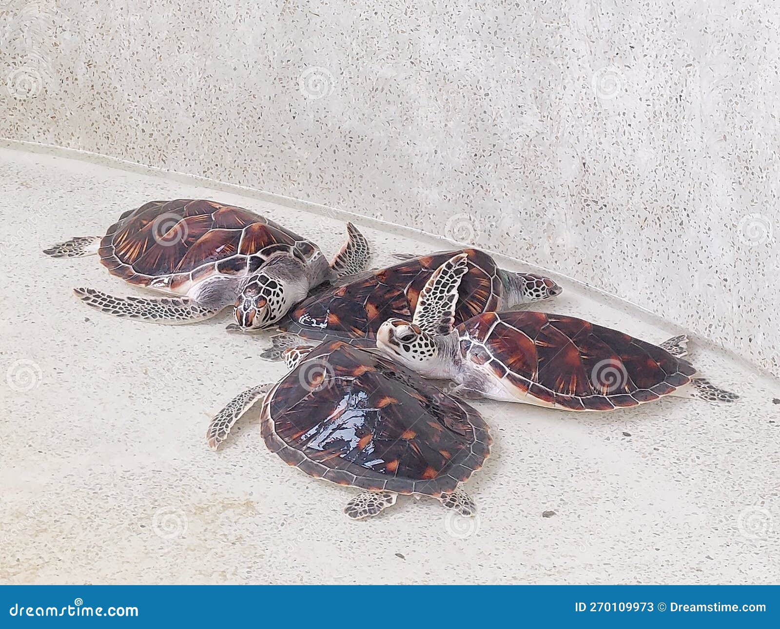 Sea Turtles in Nursery in Thailand Stock Image - Image of turtles ...