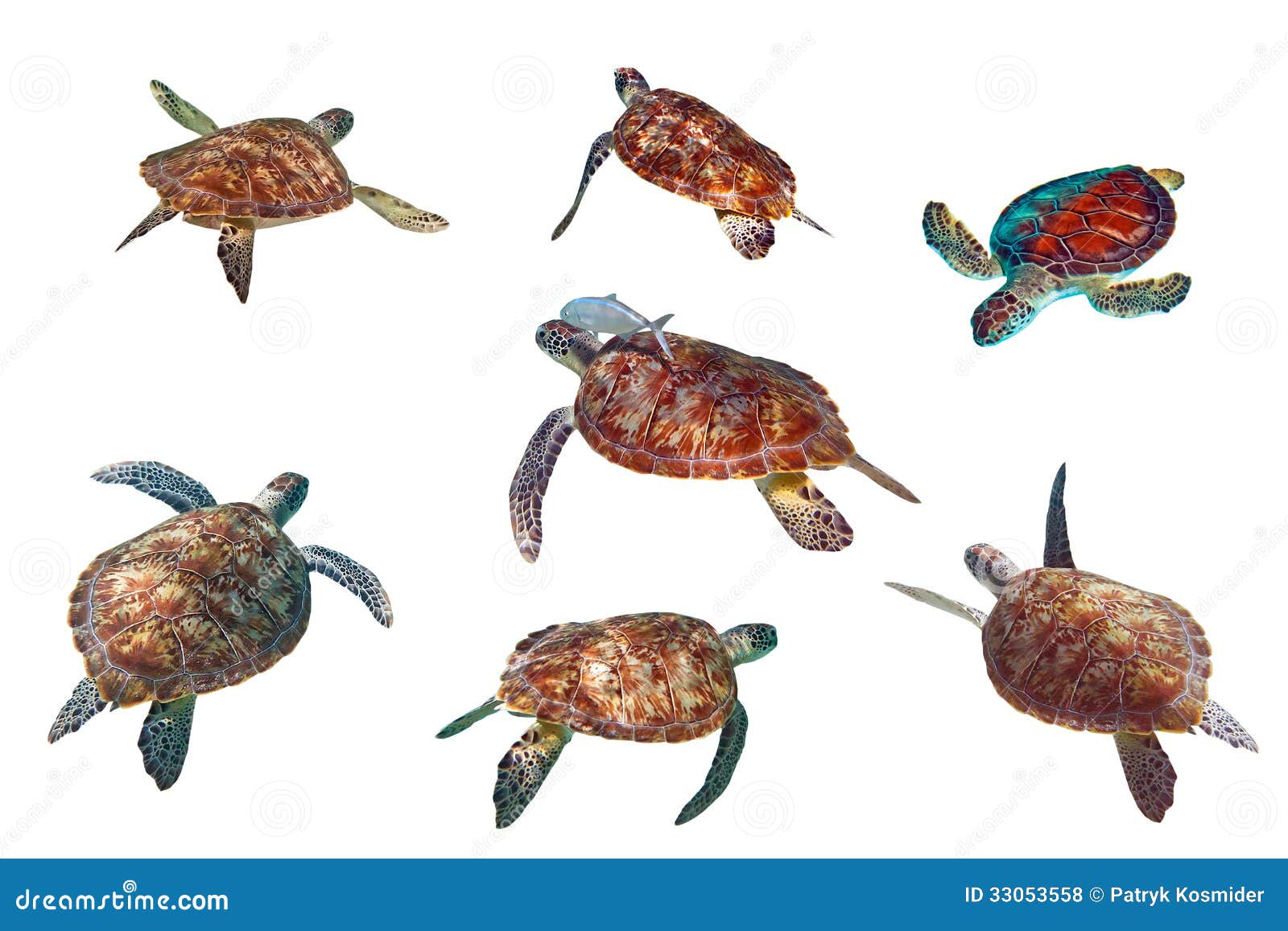 Sea turtles over white stock photo. Image of ecology - 33053558