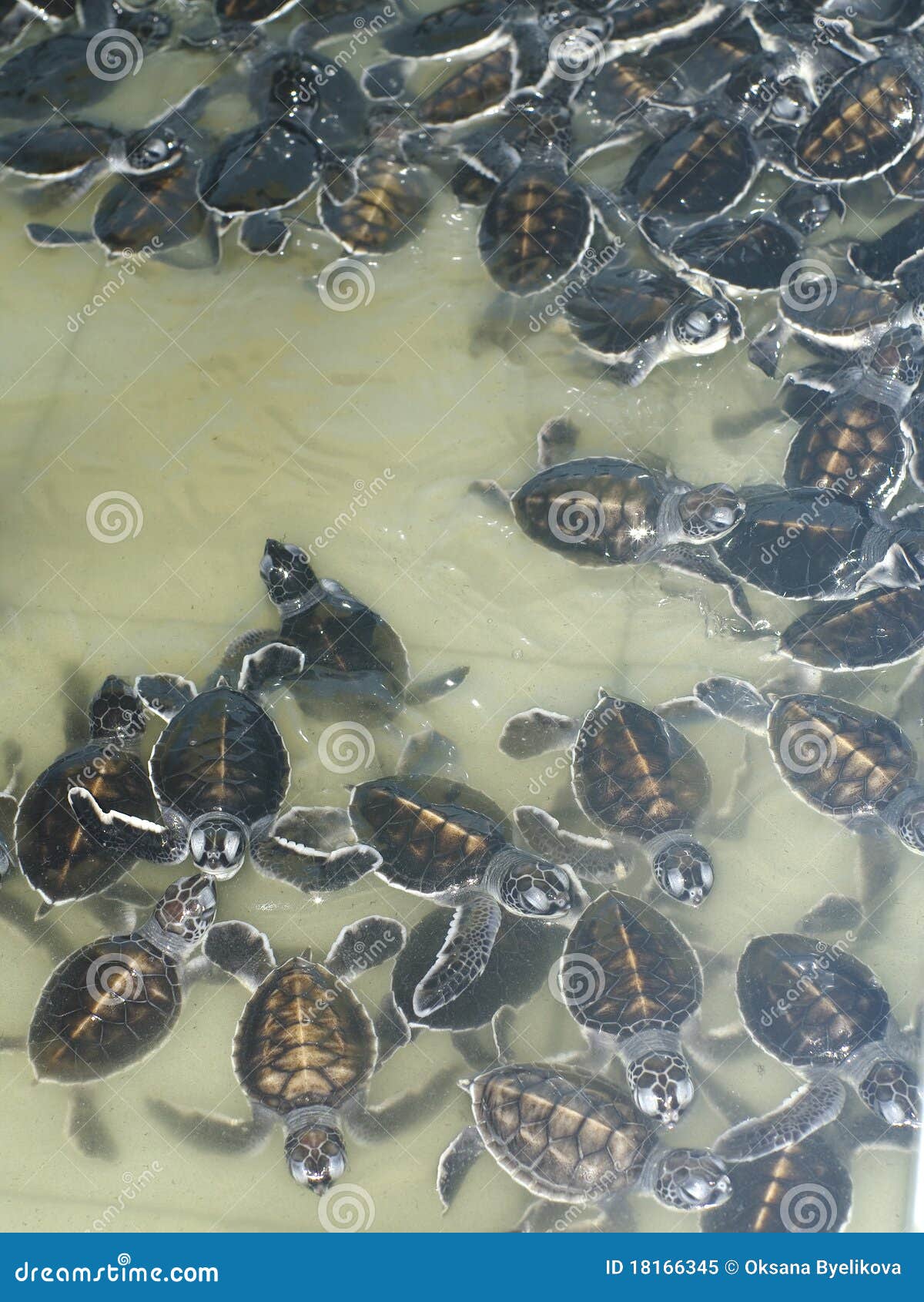 Sea turtles in the pool stock image. Image of surface - 18166345