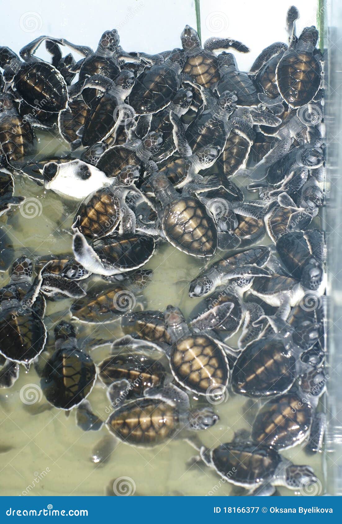 Sea turtles in the pool stock image. Image of hawaii - 18166377