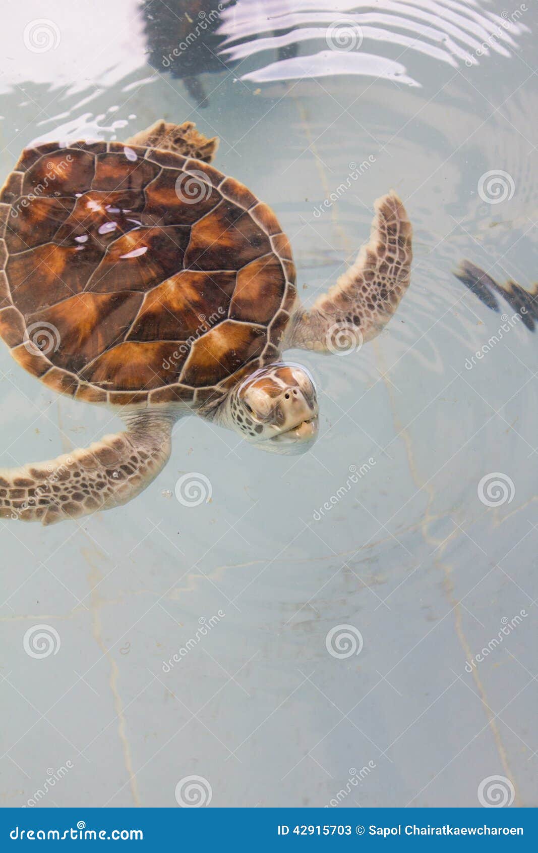 Sea turtles swim stock image. Image of environment, pool - 42915703