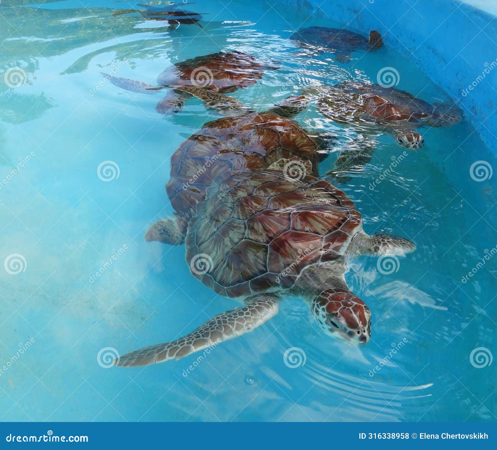 Sea Turtles Swim in a Pool in Cuba Stock Photo - Image of turtle ...
