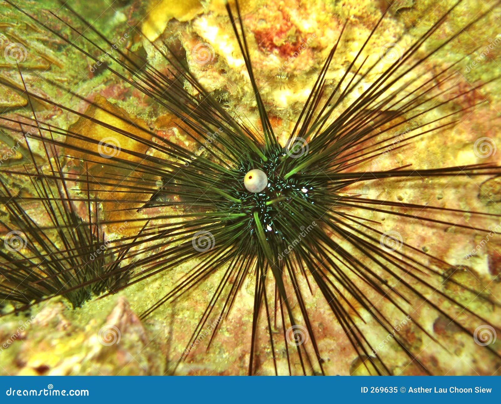 Sea Urchin stock image. Image of urchin, spikes, seafood - 269635