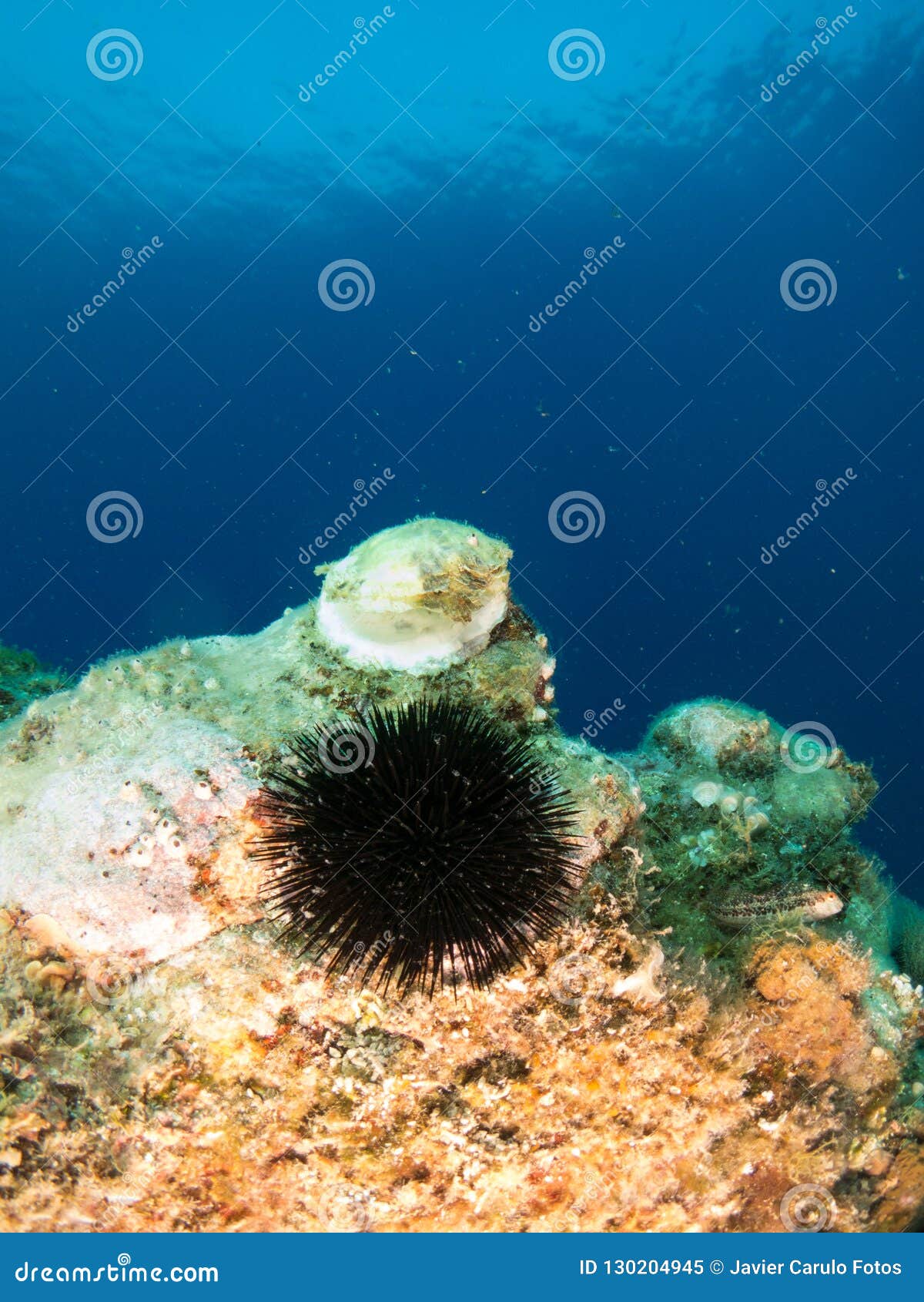 Sea Urchin with Blue Background Stock Image - Image of natural, animal ...