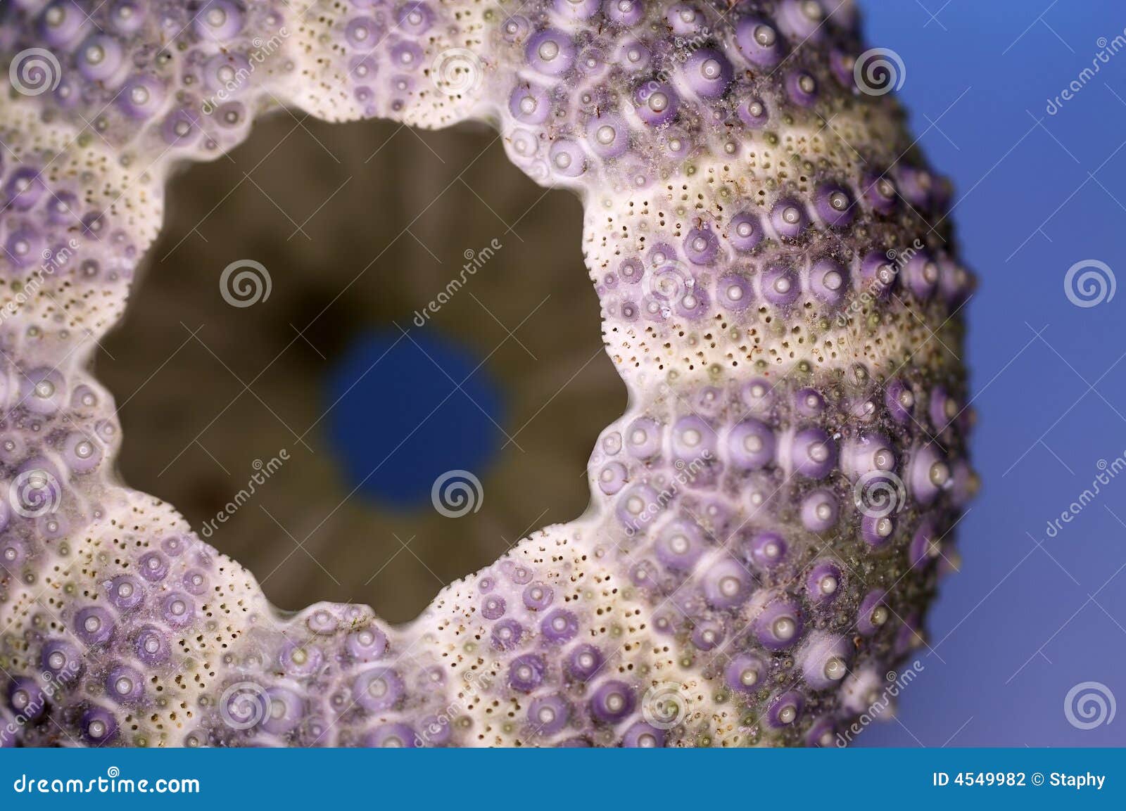 Sea-urchin close-up stock photo. Image of radial, deep - 4549982