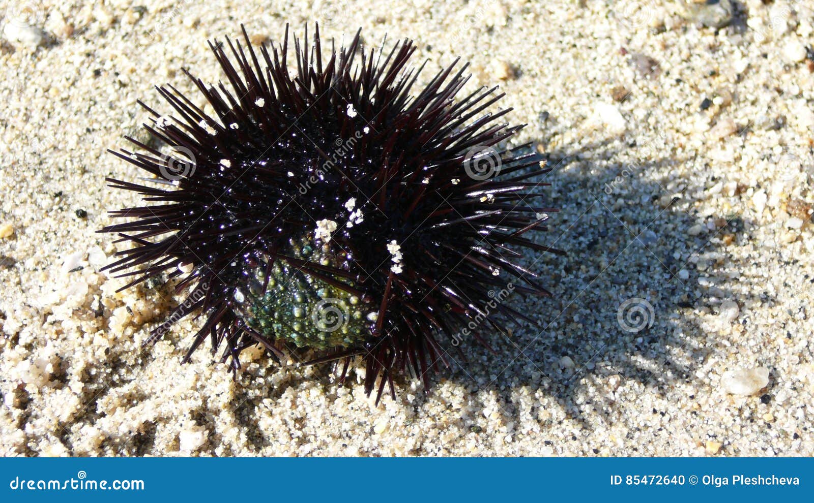 Sea urchin close-up stock photo. Image of wild, animal - 85472640