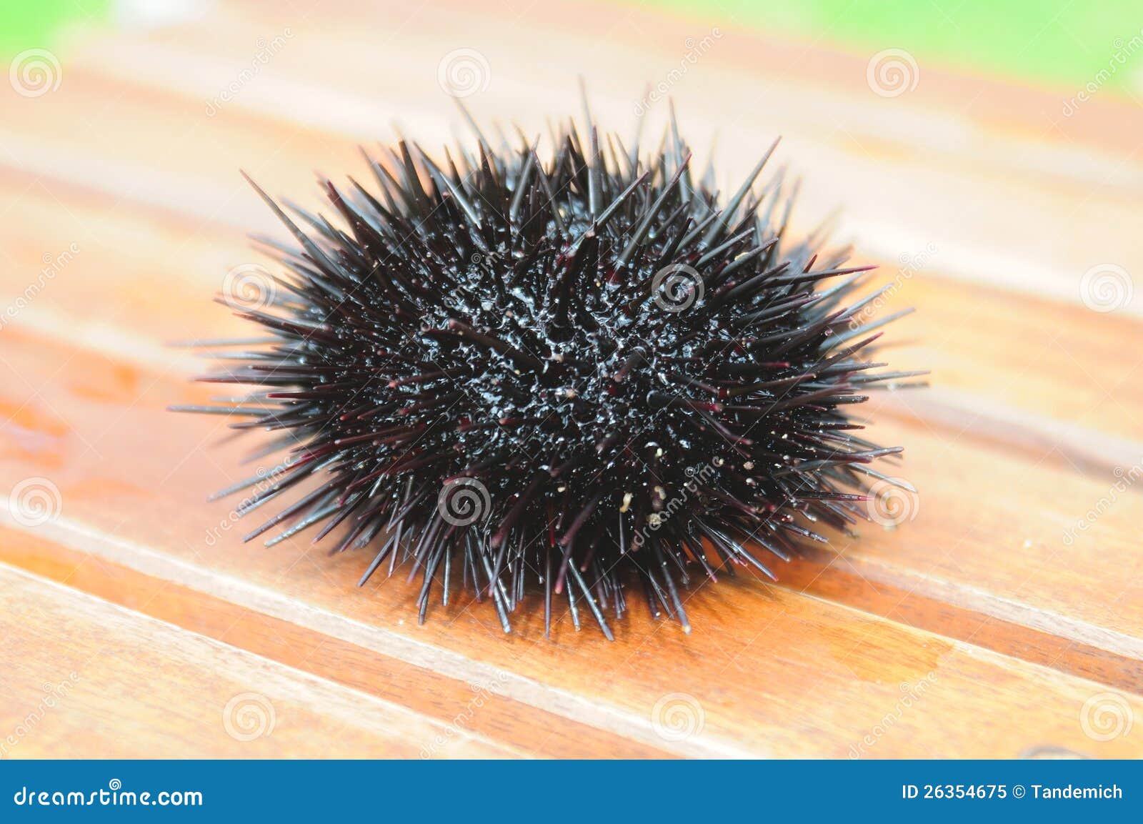 Sea urchin, echinus stock image. Image of macro, colorful - 26354675