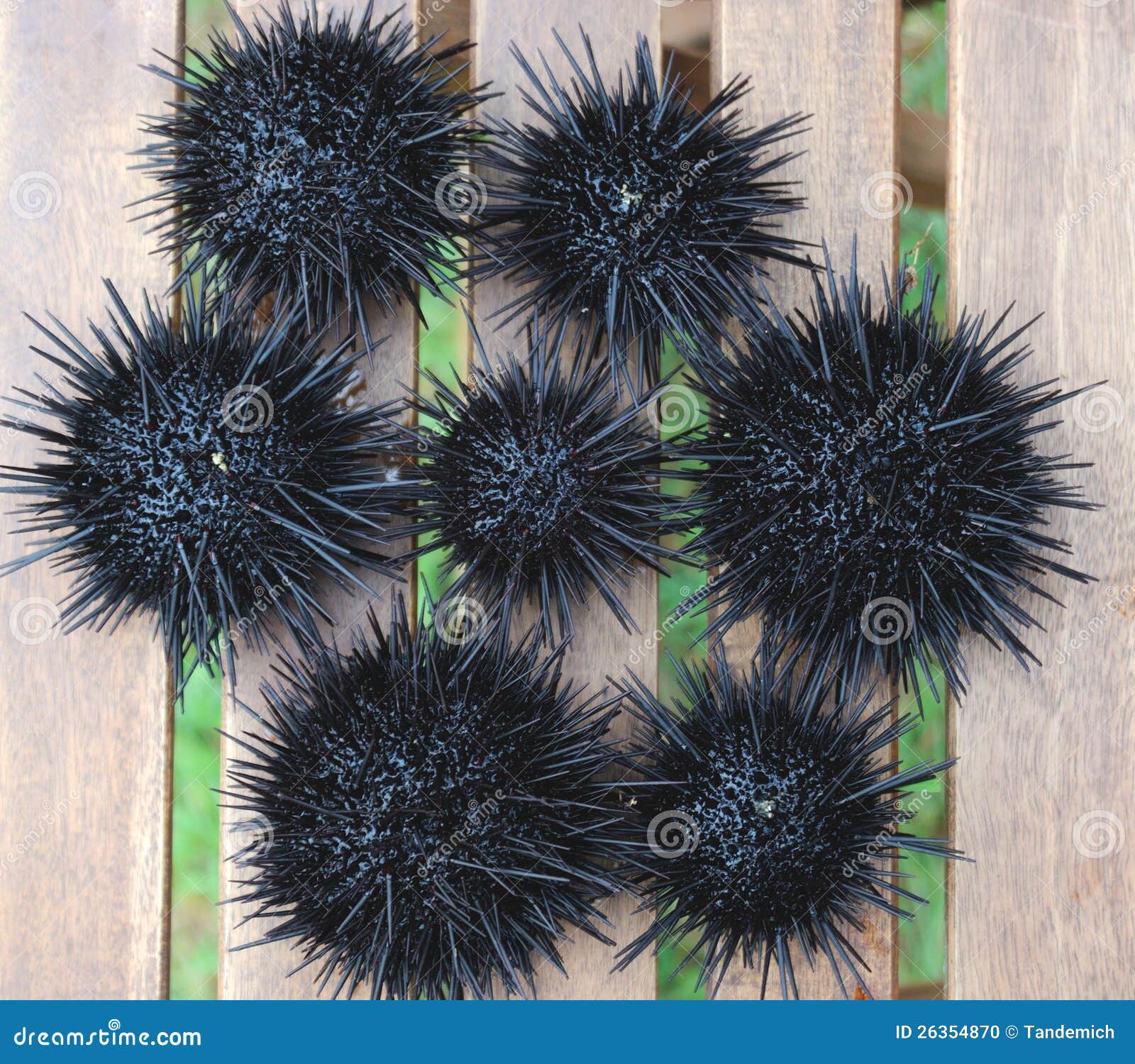 Sea urchin, echinus stock photo. Image of natural, urchin - 26354870