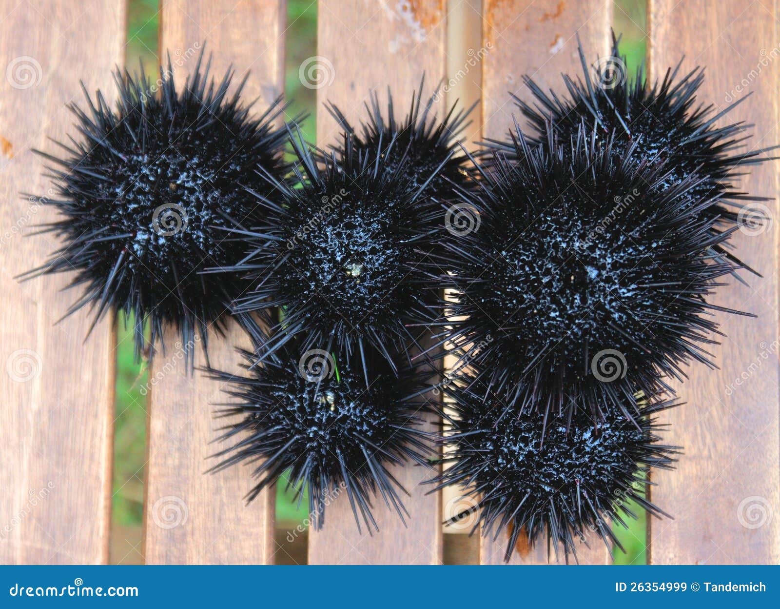 Sea urchin, echinus stock image. Image of seafood, summer - 26354999