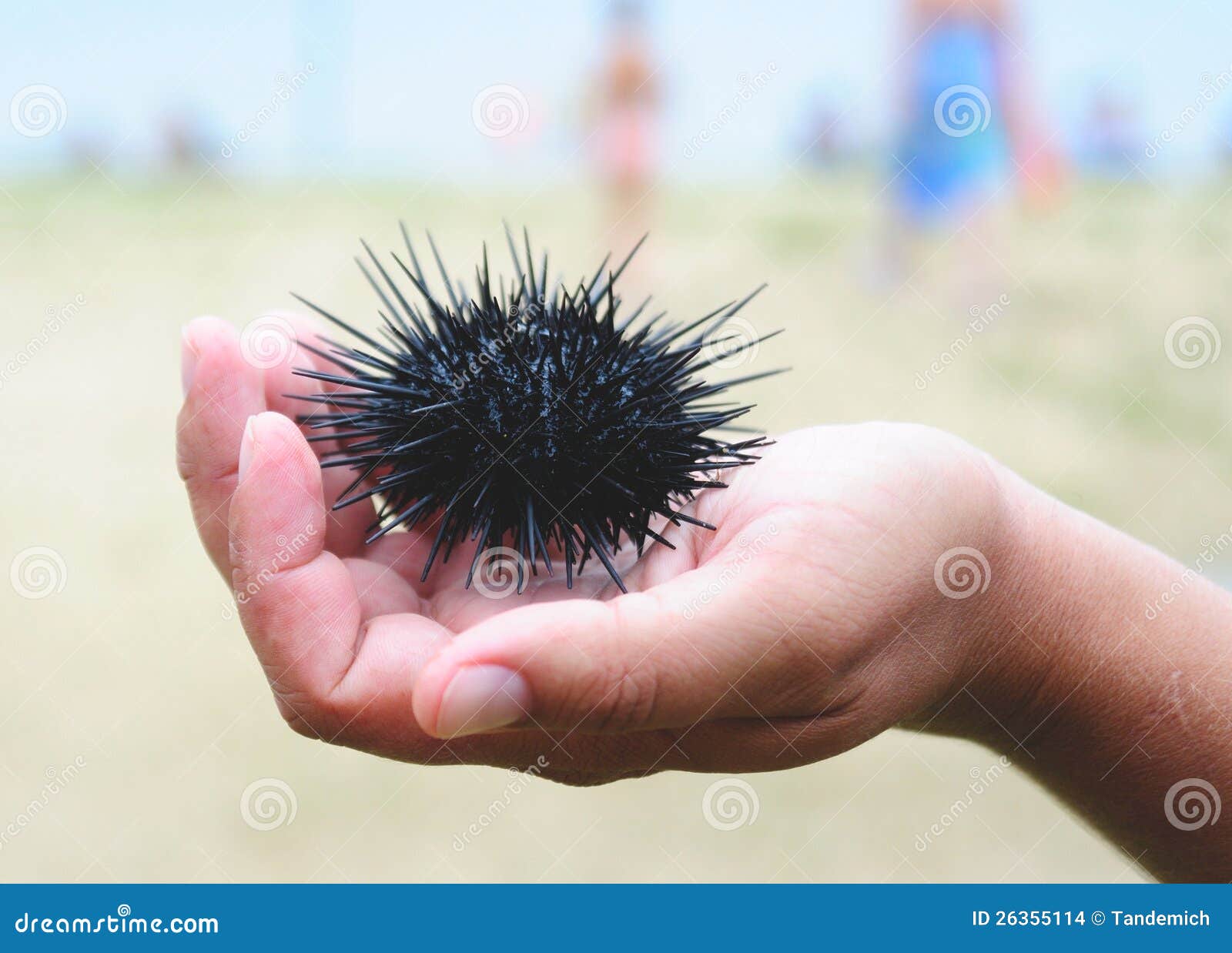 Sea urchin, echinus stock photo. Image of food, wildlife - 26355114