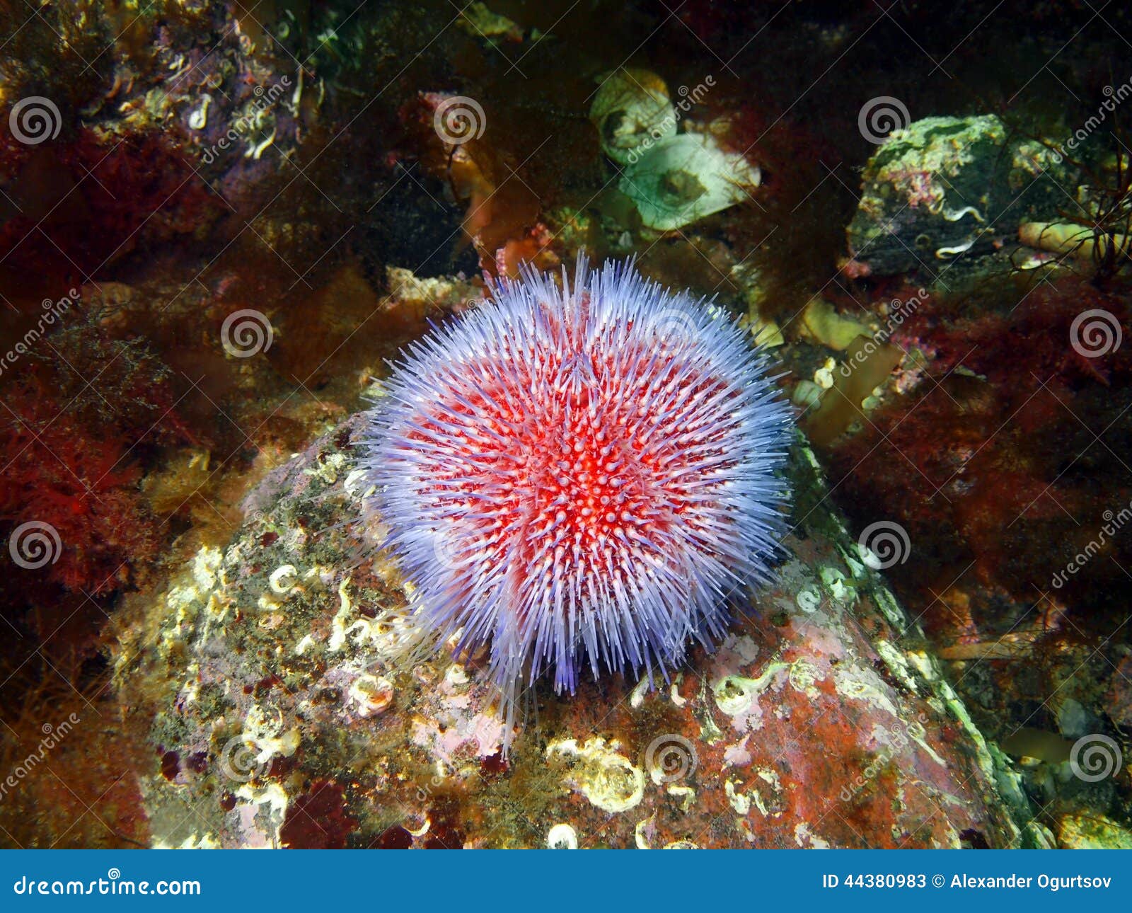 Sea urchin Echinus stock image. Image of animal, world - 44380983