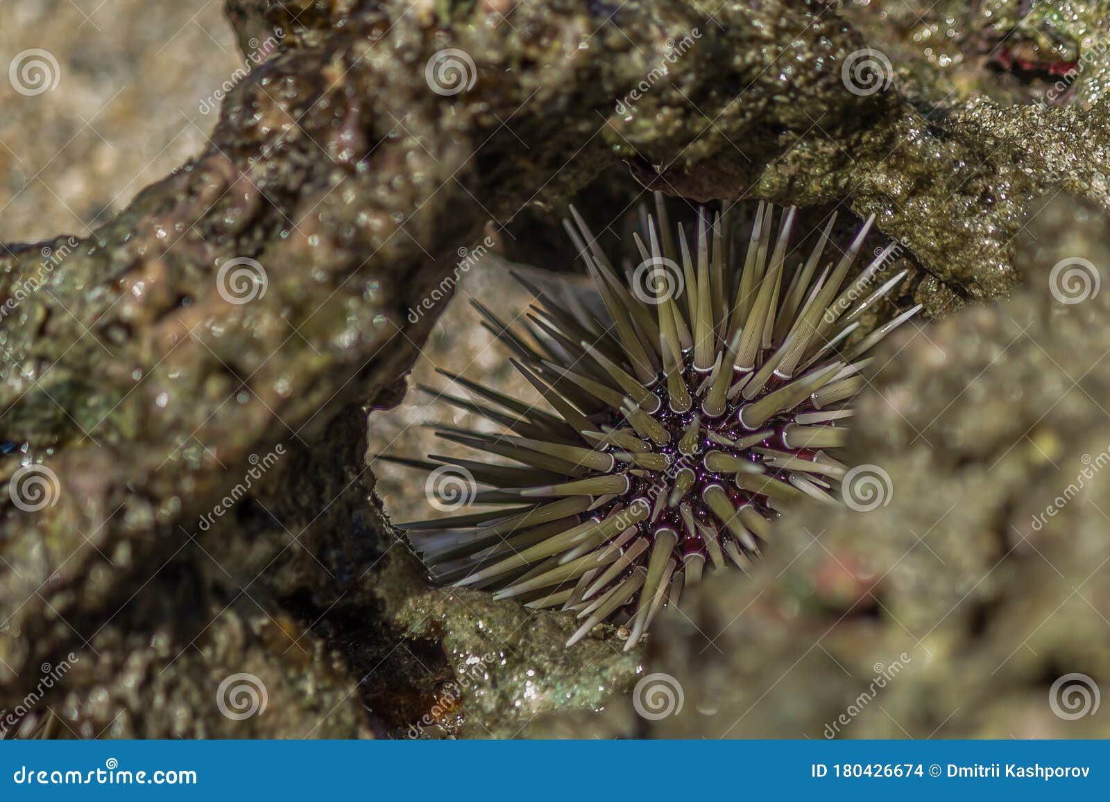 Coral Reef Sea Urchin
