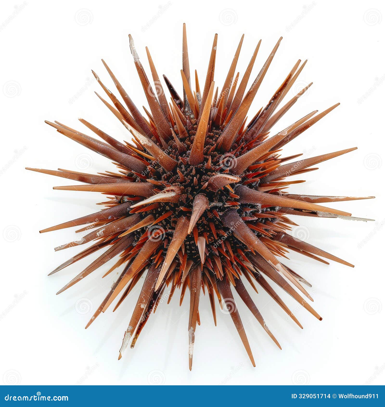 A Sea Urchin with Long, Sharp Spines, Isolated on White Background Ai ...