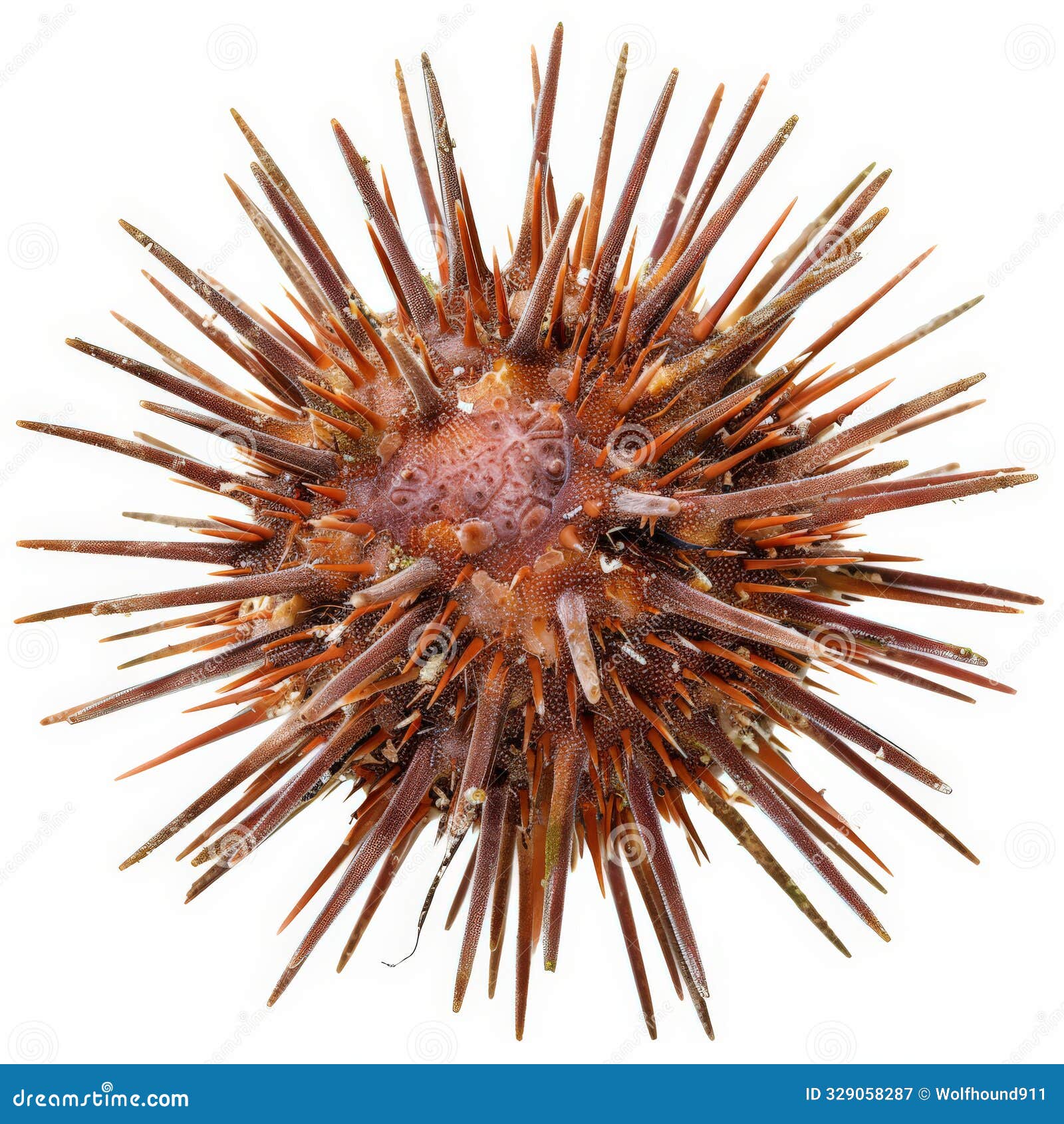 A Sea Urchin with Long, Sharp Spines, Isolated on White Background Ai ...