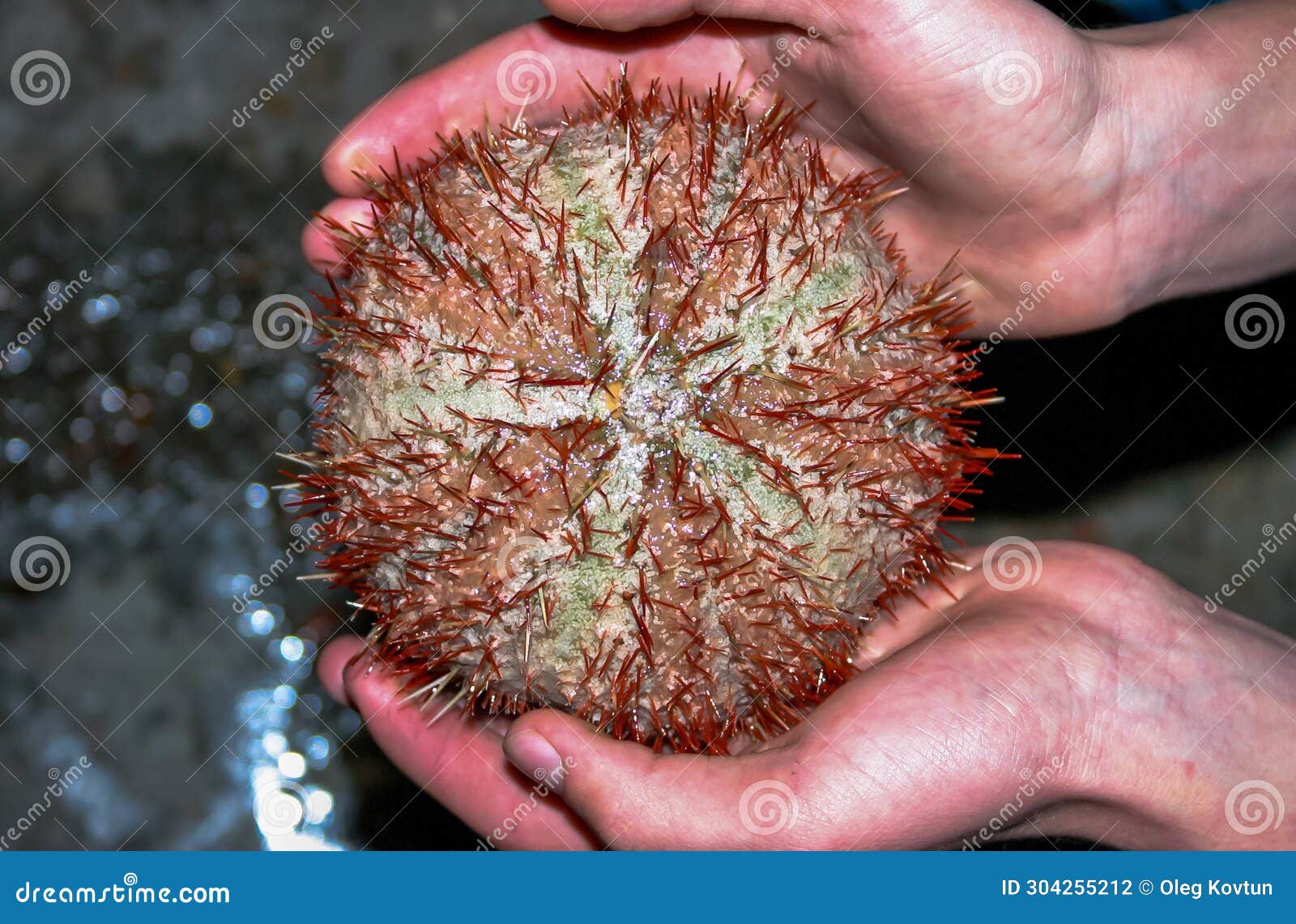 Sea Urchin from the Red Sea, Egypt Stock Photo - Image of echinodermata ...