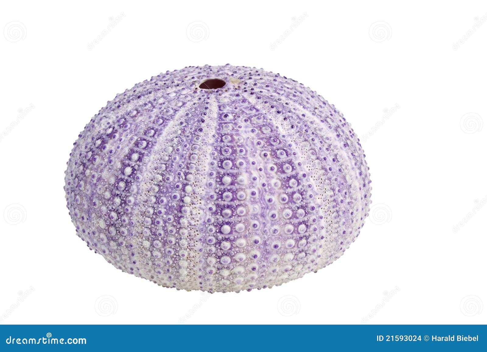 Sea urchin shell stock photo. Image of shells, calcareous - 21593024