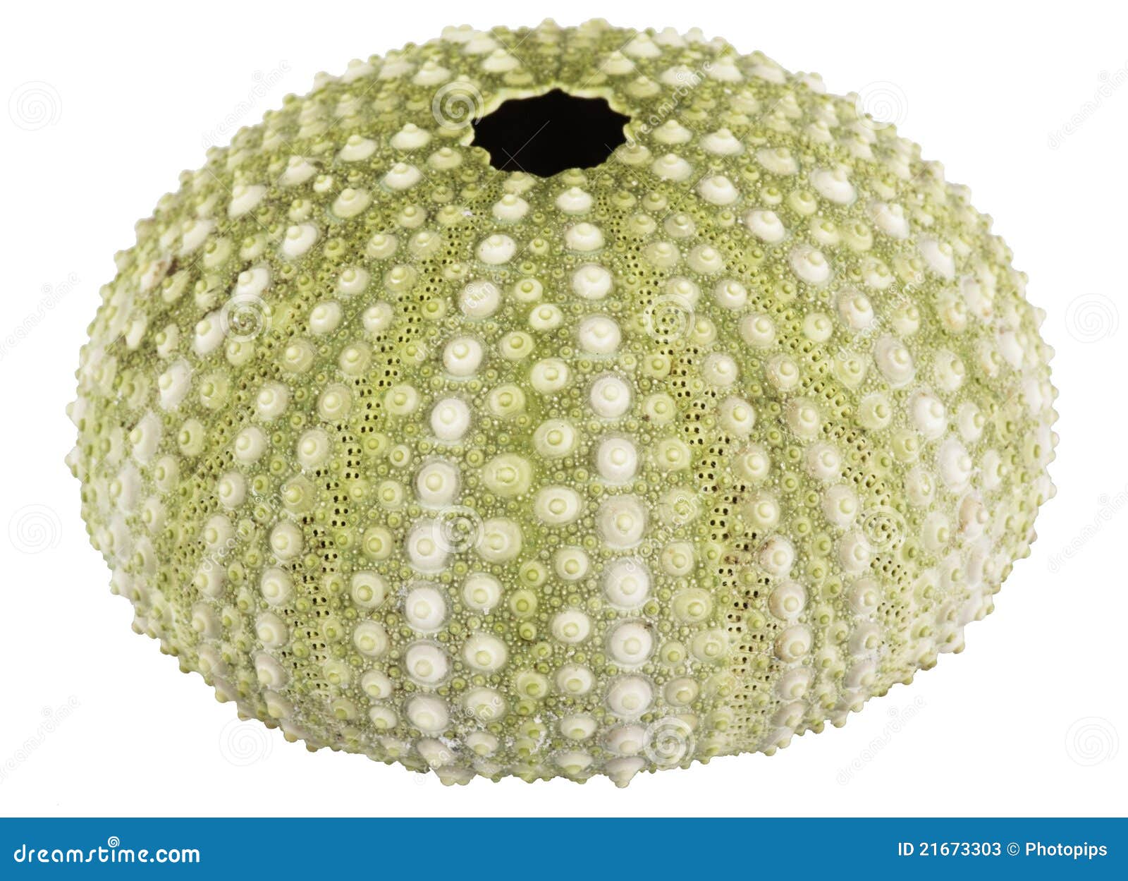 Sea urchin shell stock image. Image of calcareous, biology - 21673303