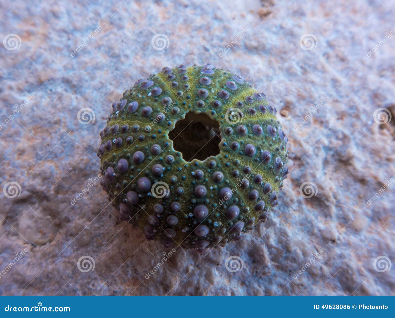 Sea urchin shell stock photo. Image of closeup, close - 49628086