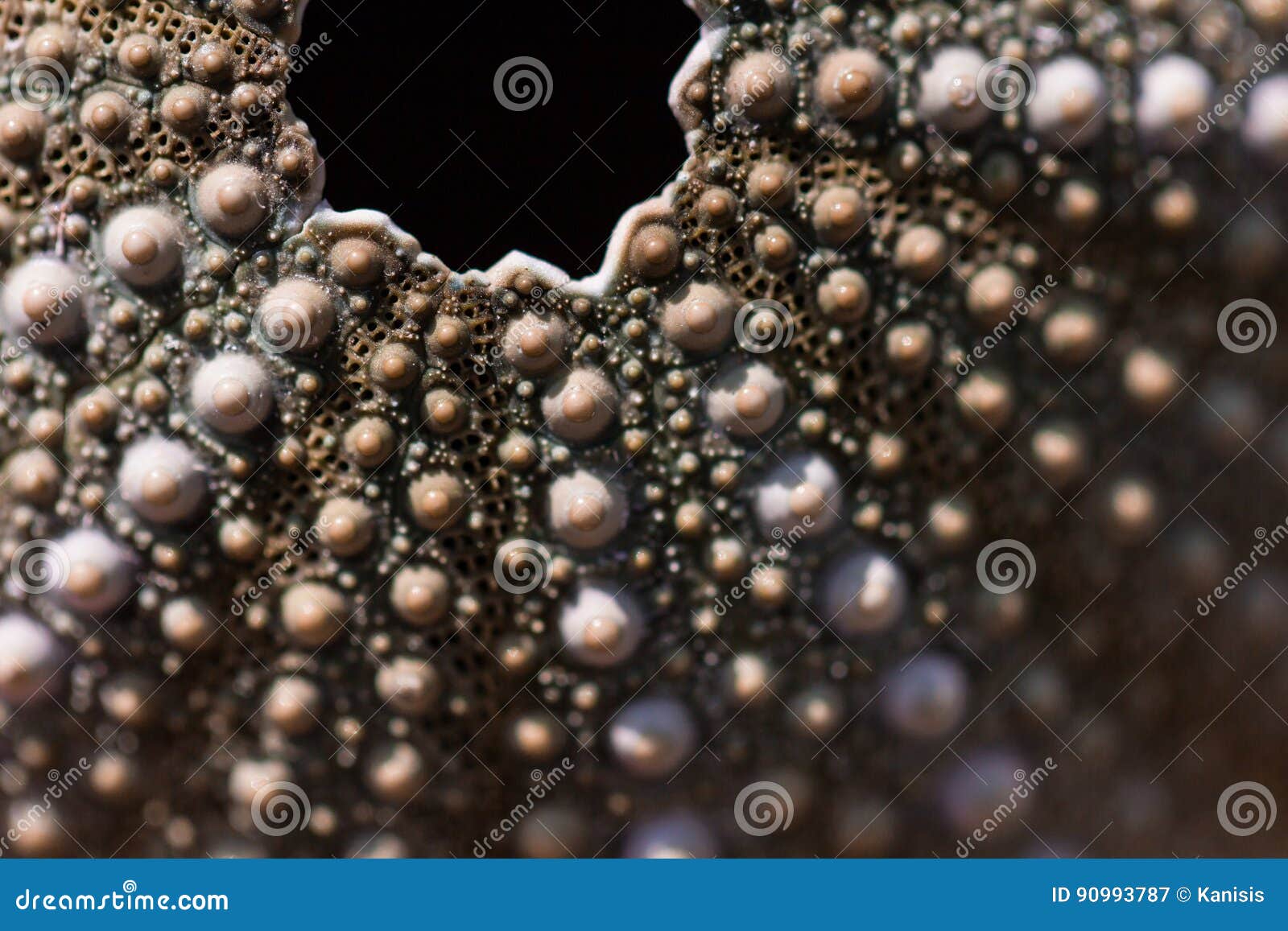 Sea Urchin Shell Detail Dot Pattern Abstract Structure As Aquatic ...